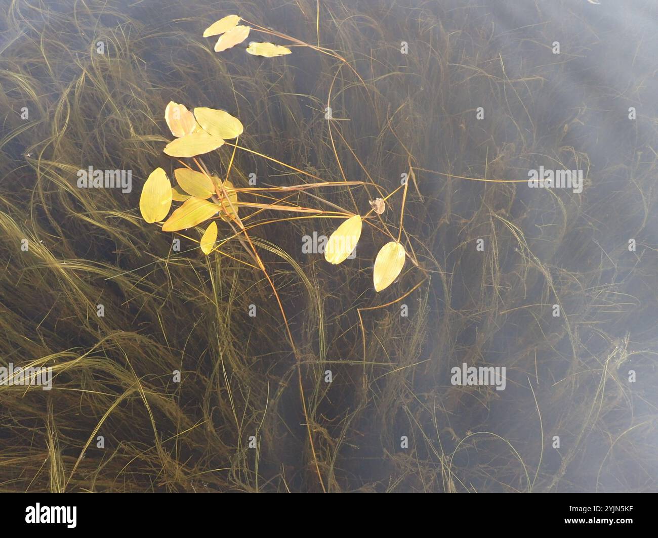 floating-leaved pondweed (Potamogeton natans Stock Photo - Alamy