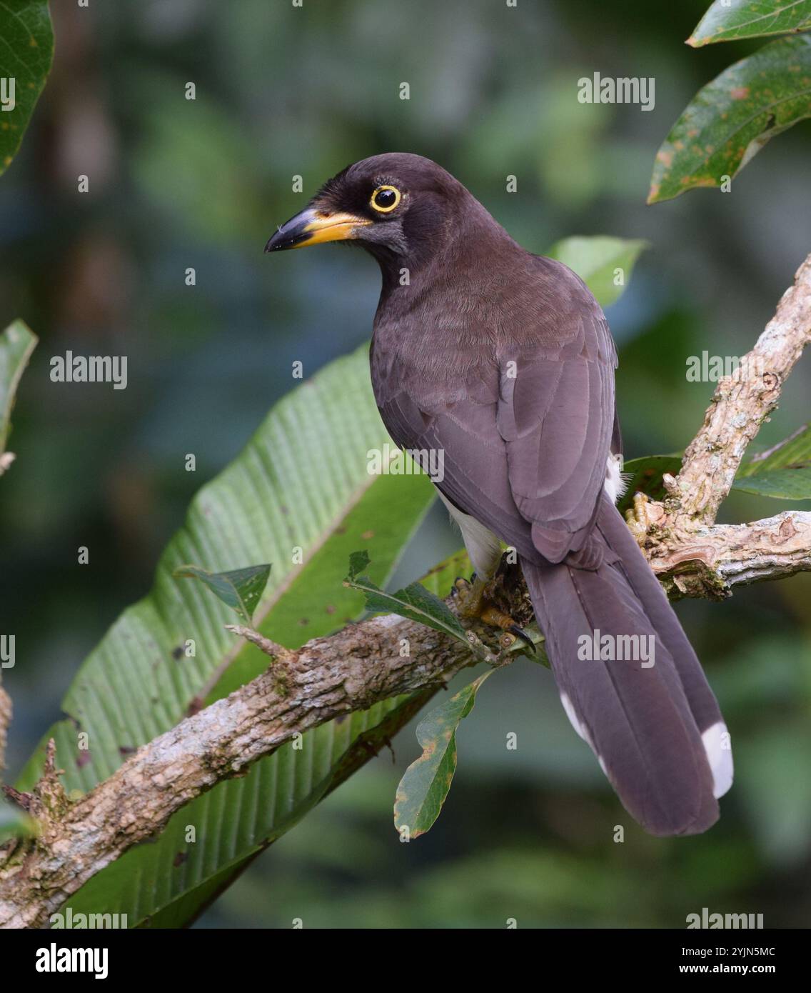 Brown Jay (Psilorhinus morio Stock Photo - Alamy