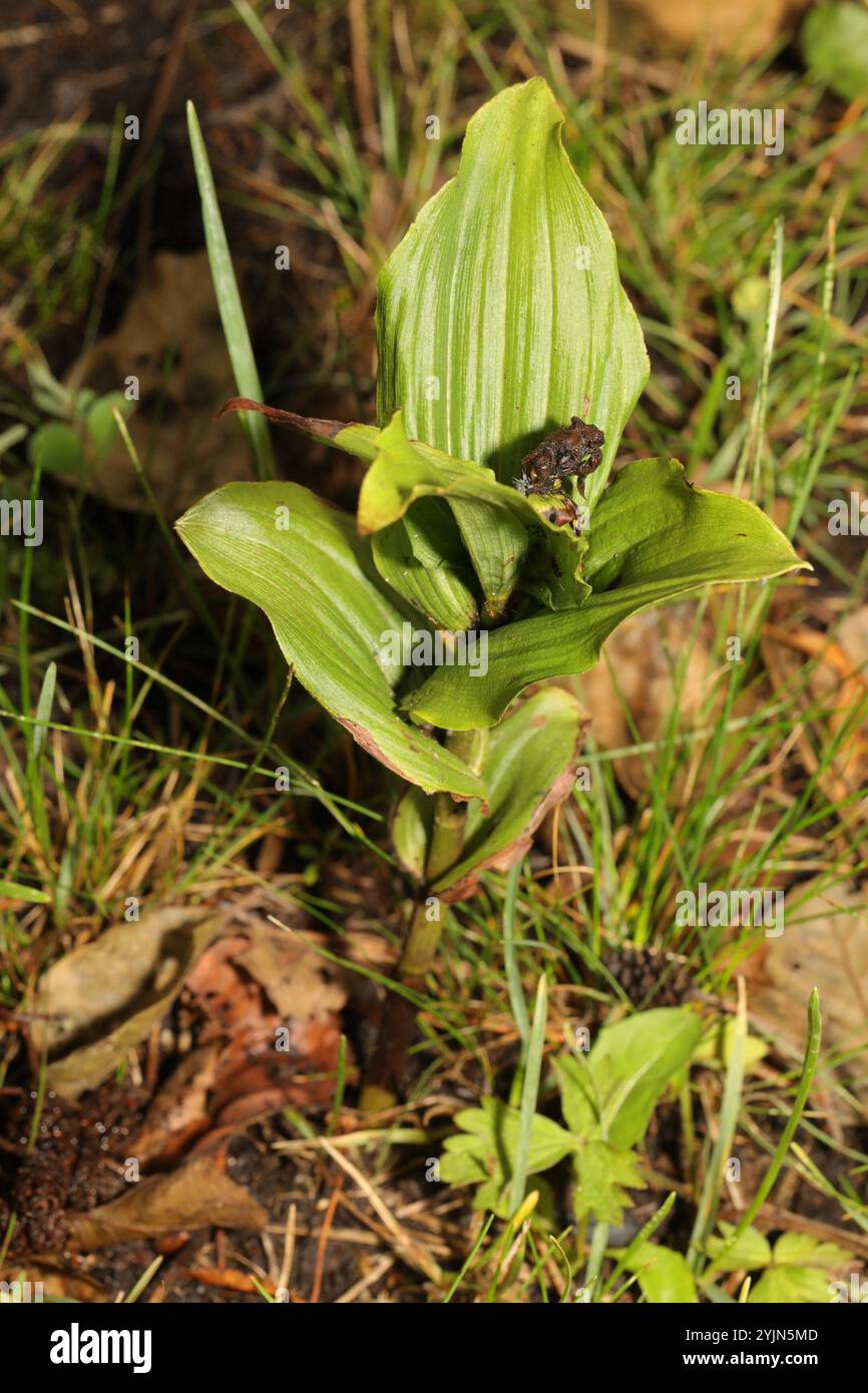 Broad-leaved helleborine (Epipactis helleborine Stock Photo - Alamy