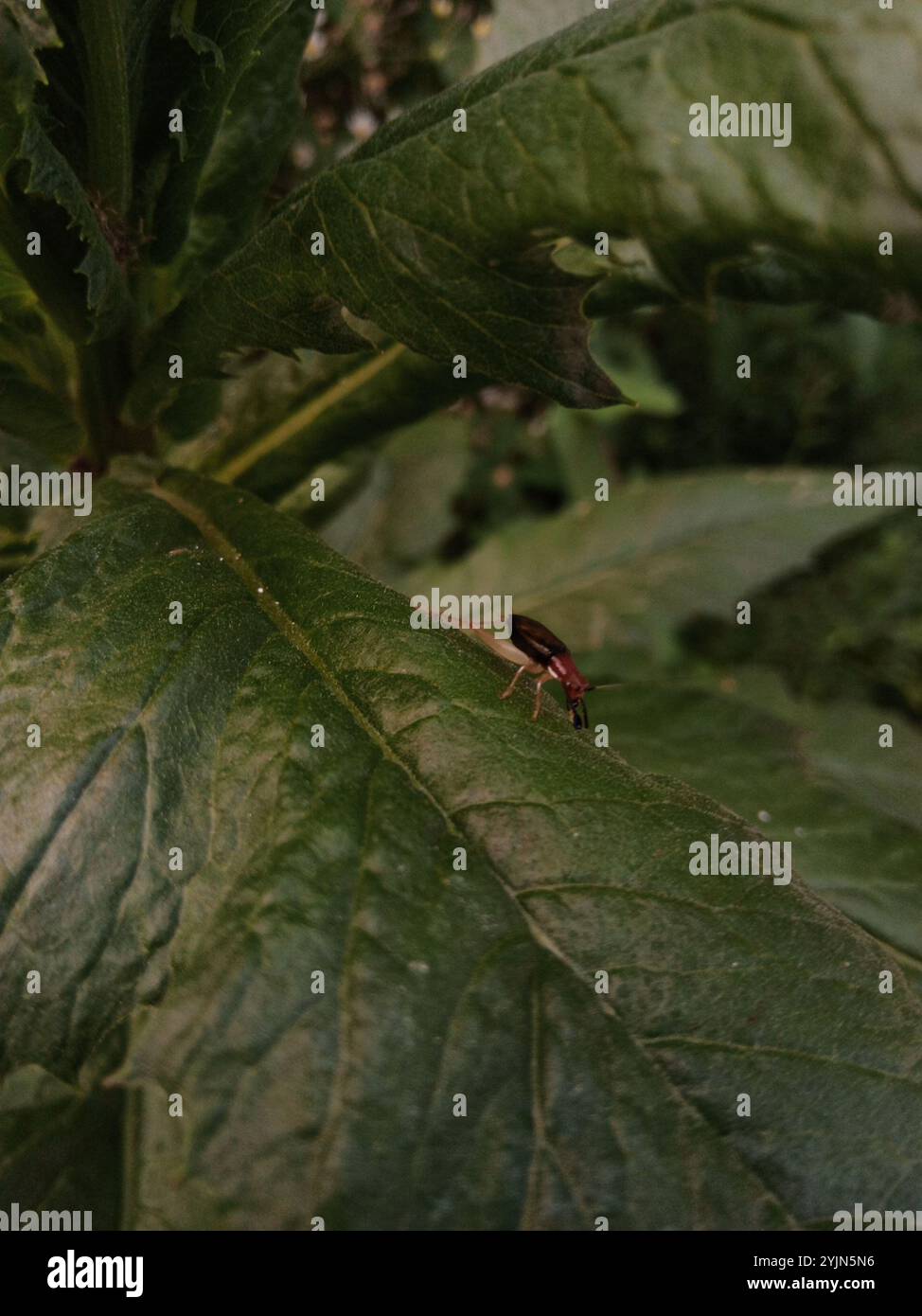Red headed bush cricket hi-res stock photography and images - Alamy