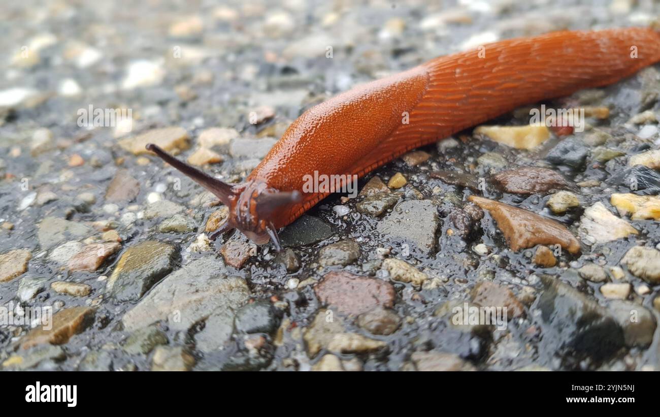 Spanish Slug (Arion vulgaris Stock Photo - Alamy