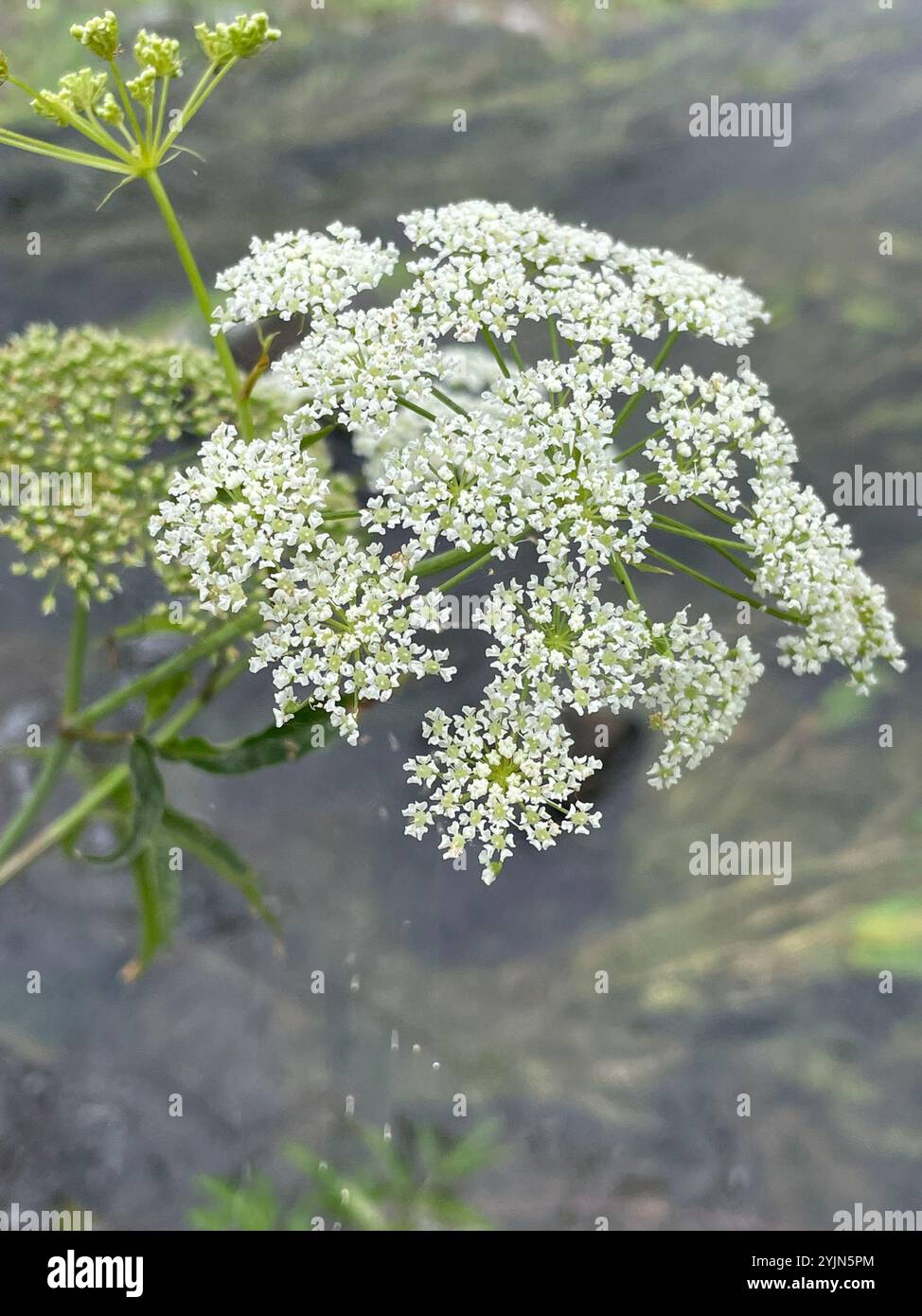 water hemlock (Cicuta maculata Stock Photo - Alamy
