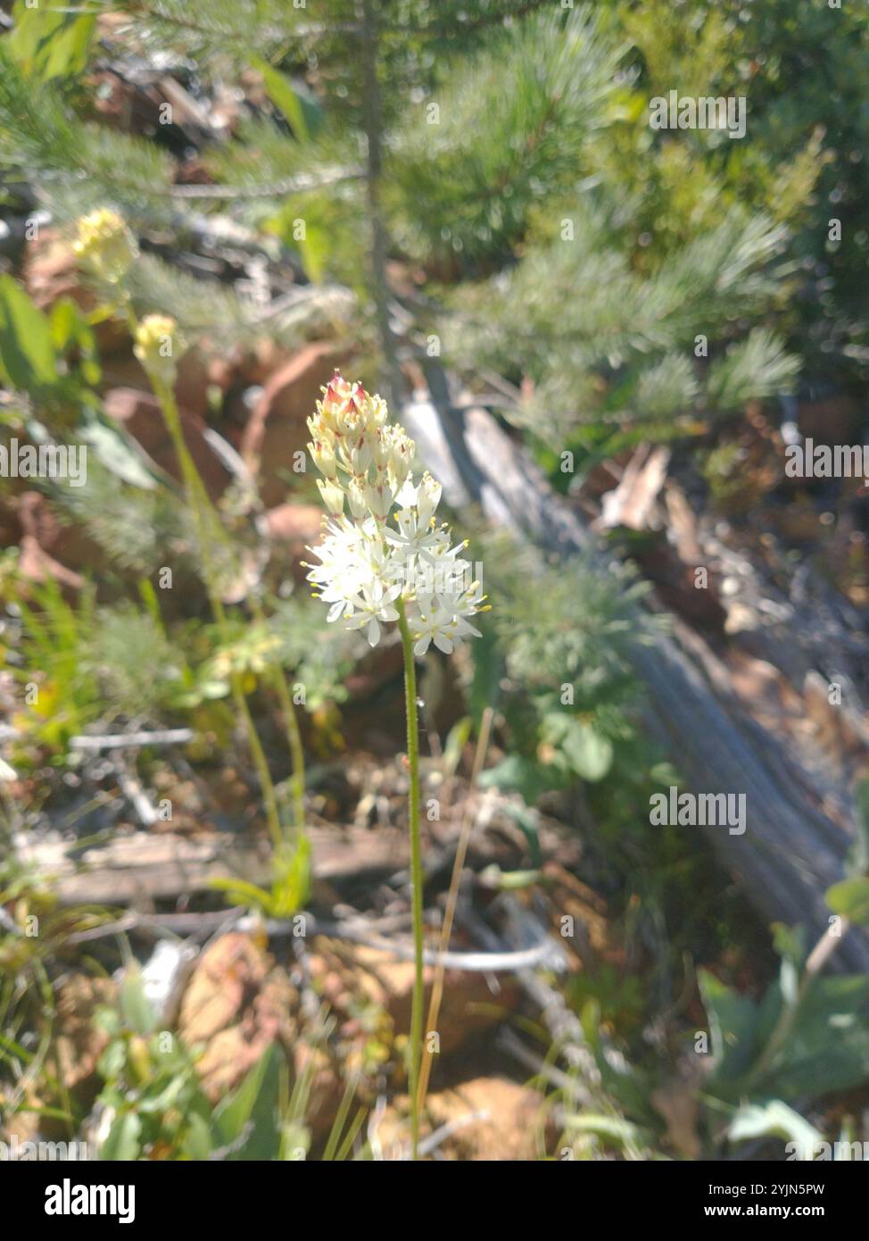 western false asphodel (Triantha occidentalis Stock Photo - Alamy