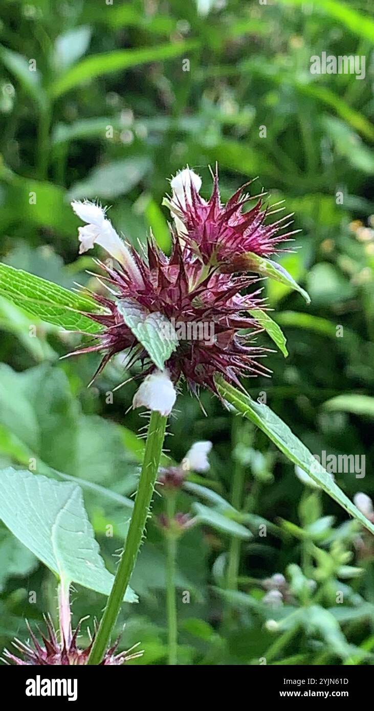 Common hemp-nettle (Galeopsis tetrahit Stock Photo - Alamy
