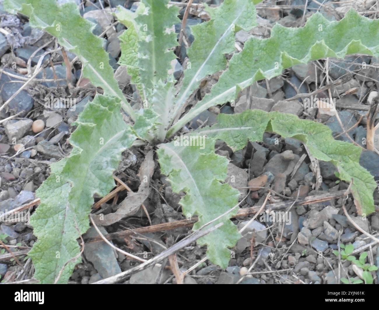 cotton thistle (Onopordum acanthium Stock Photo - Alamy