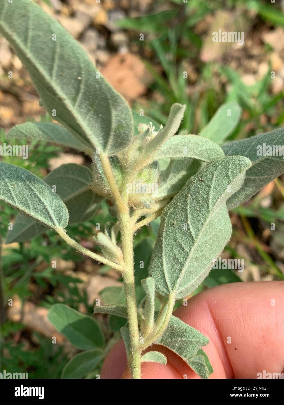 woolly croton (Croton capitatus Stock Photo - Alamy