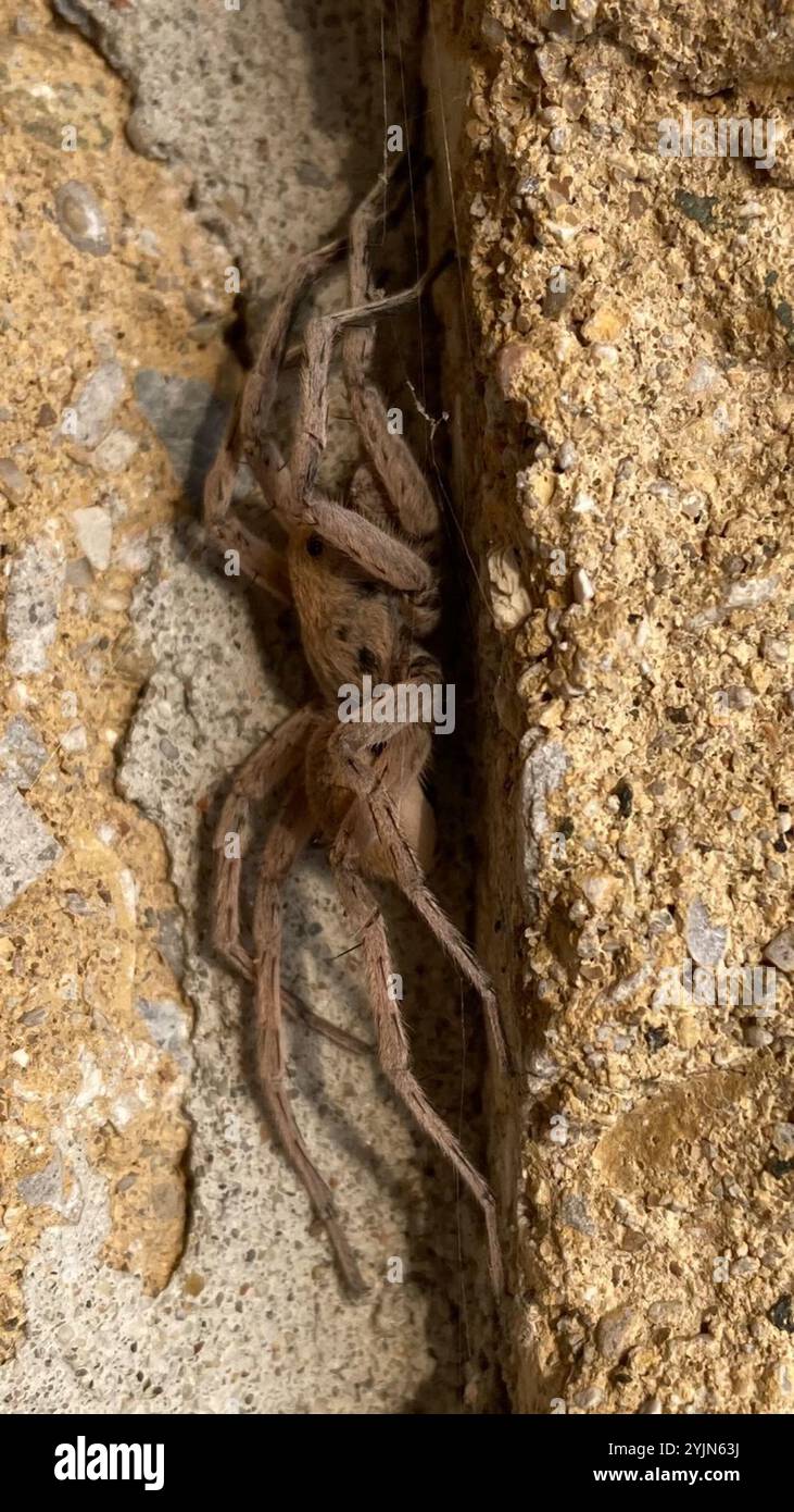 Burrowing Wolf Spiders (Geolycosa Stock Photo - Alamy
