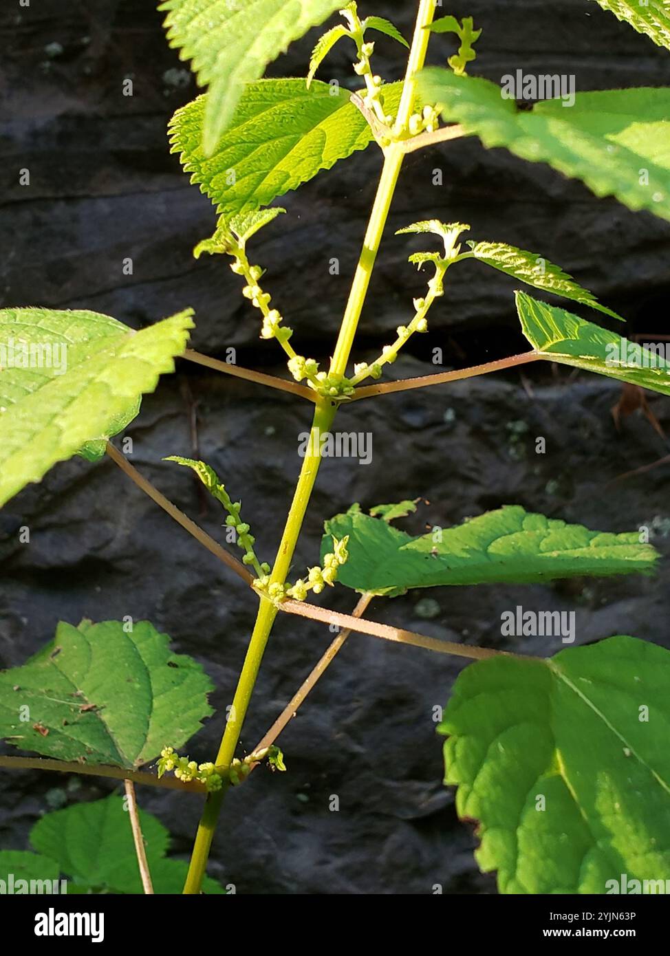 false nettle (Boehmeria cylindrica Stock Photo - Alamy