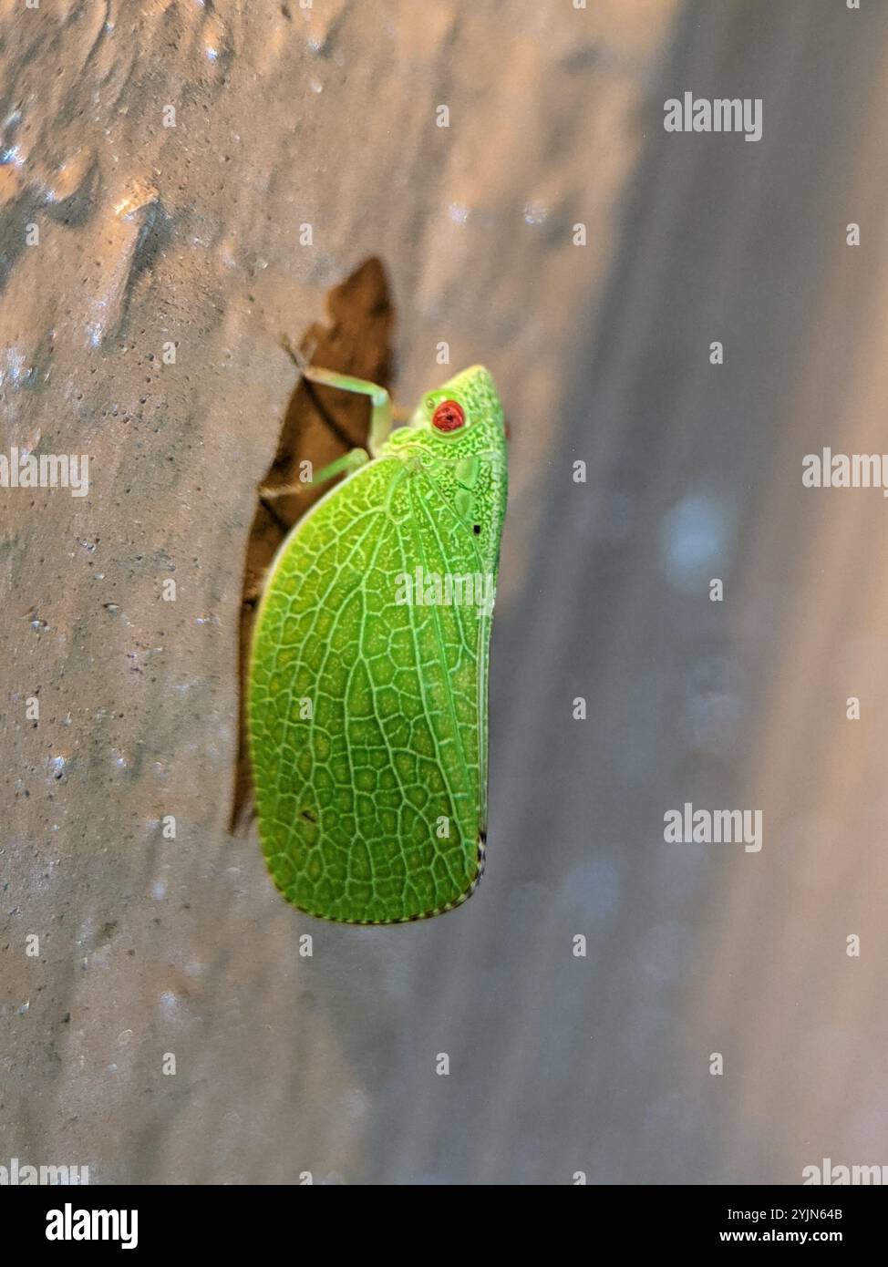 Green Cone-headed Planthopper (Acanalonia conica Stock Photo - Alamy