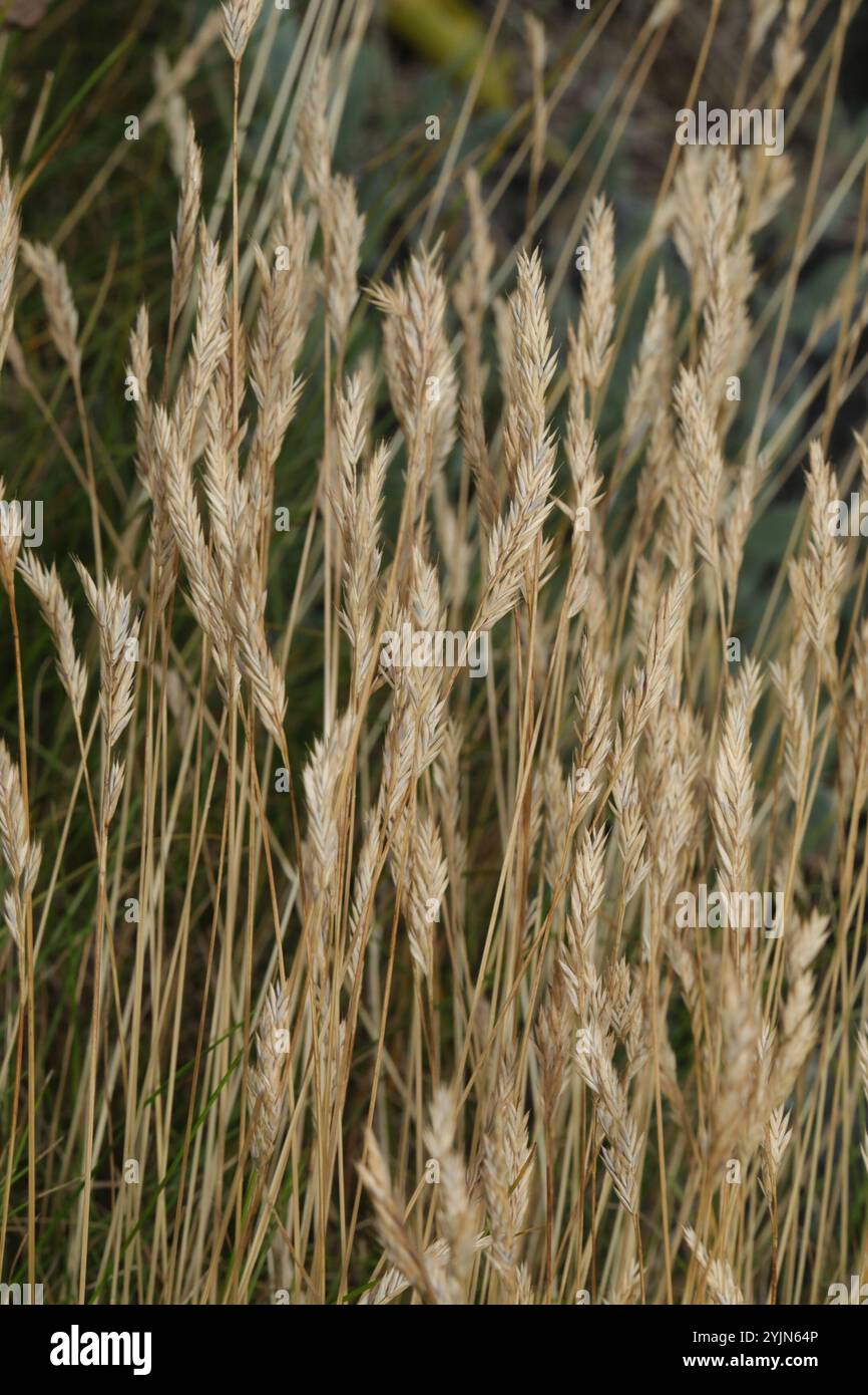 sweet vernal grass (Anthoxanthum odoratum Stock Photo - Alamy