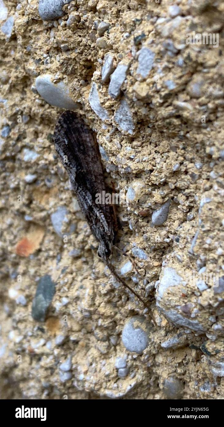 Giant Casemaker Caddisflies (Phryganeidae Stock Photo - Alamy