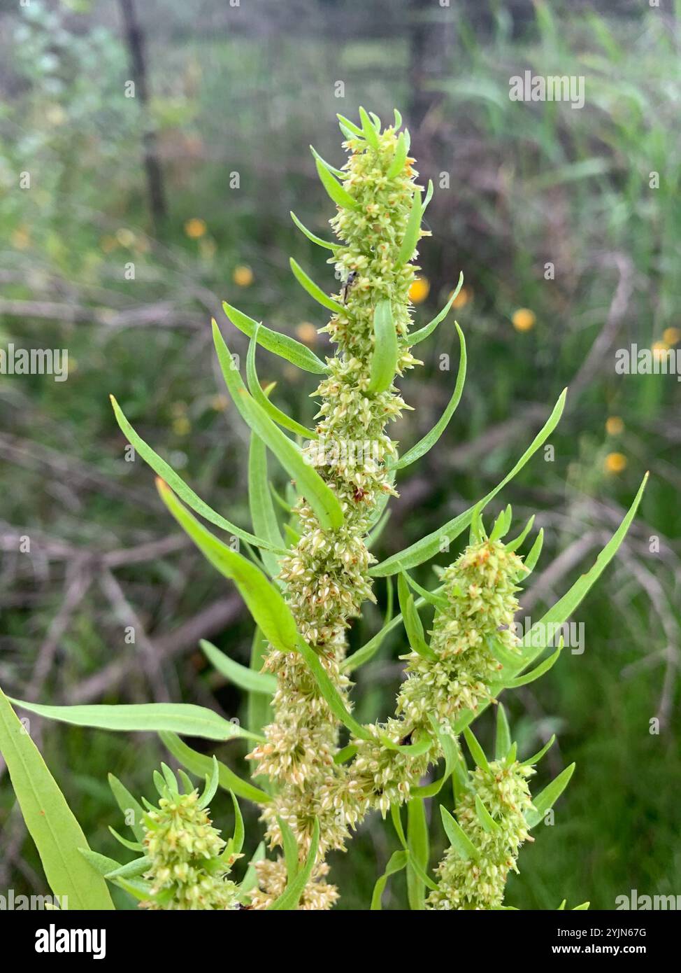 golden dock (Rumex fueginus Stock Photo - Alamy