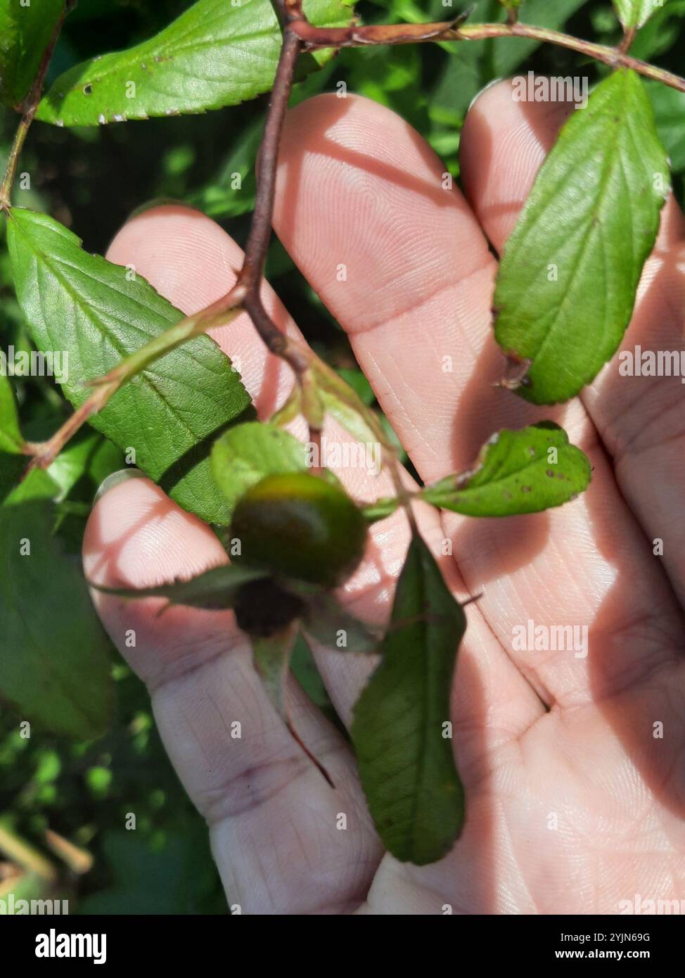 Rosa palustris swamp rose hi-res stock photography and images - Alamy