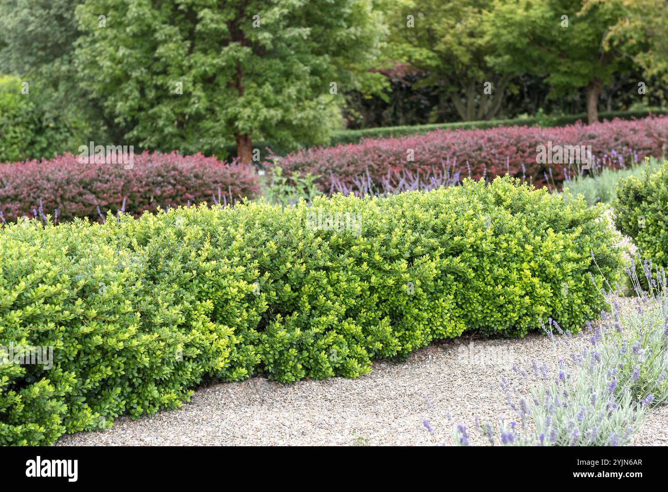 Zwerg-Berberitze, Berberis thunbergii Kobold,, Dwarf barberry Stock ...