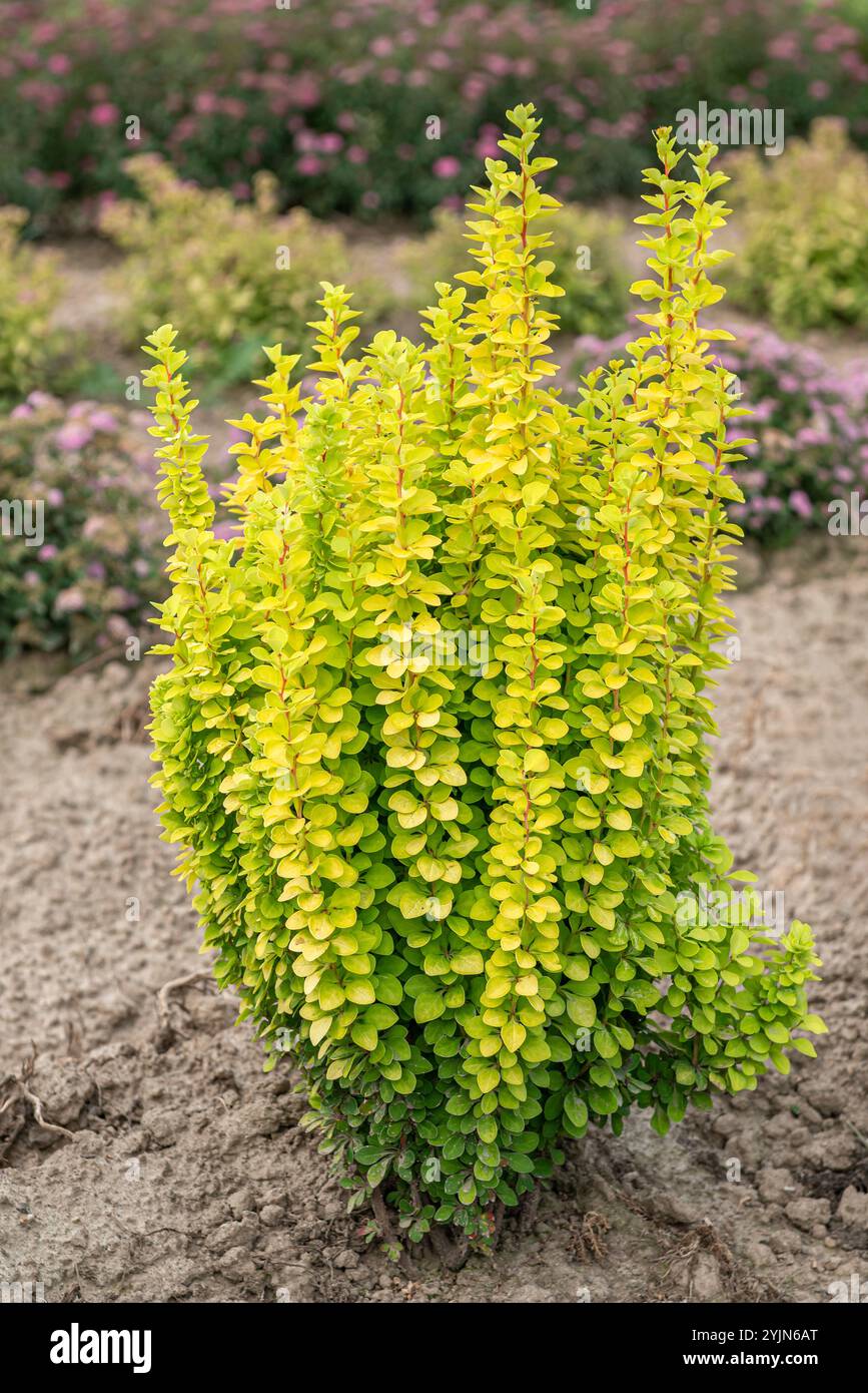 Berberis thunbergii gold pillar hi-res stock photography and images - Alamy