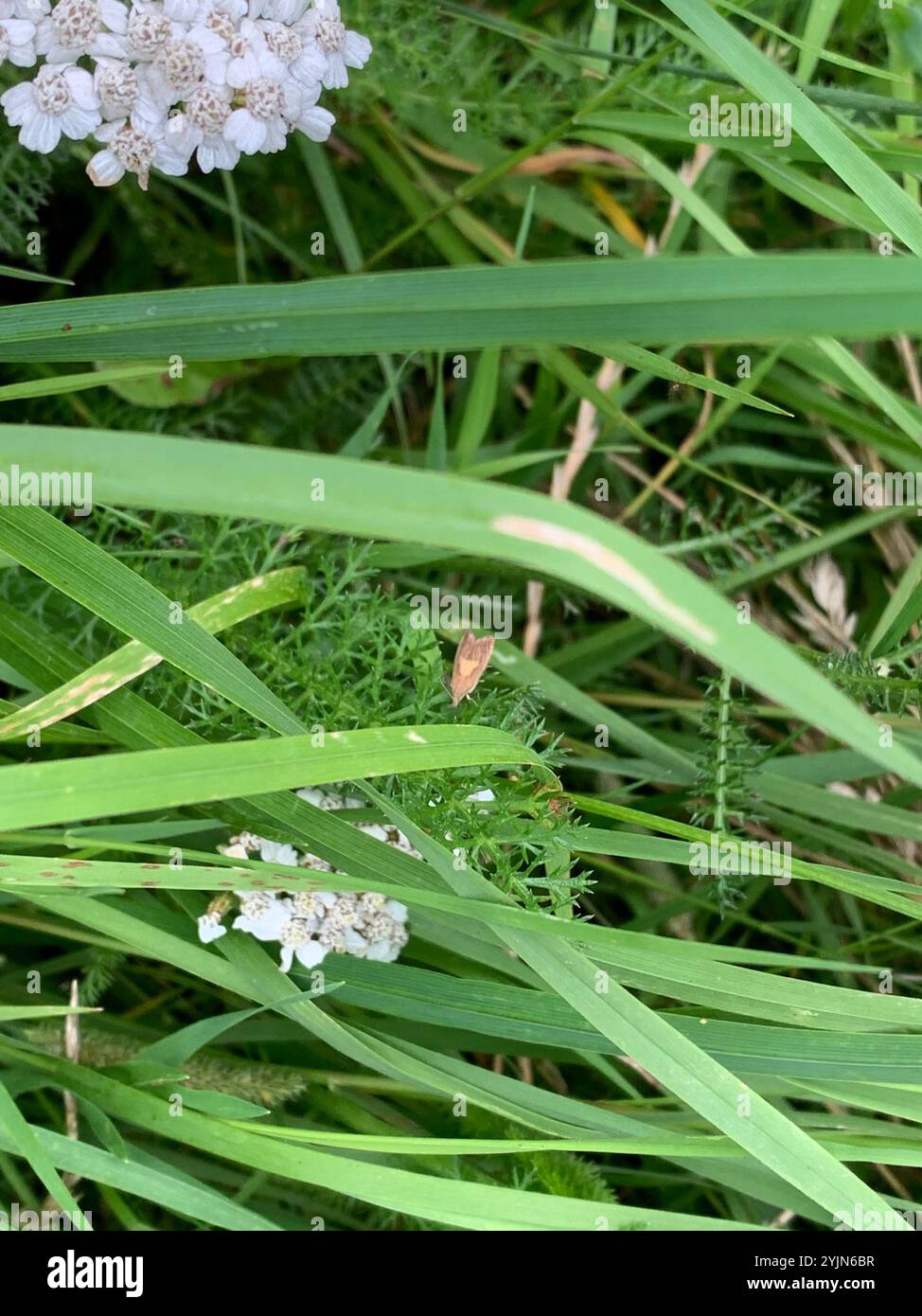 Common Drill (Dichrorampha petiverella Stock Photo - Alamy