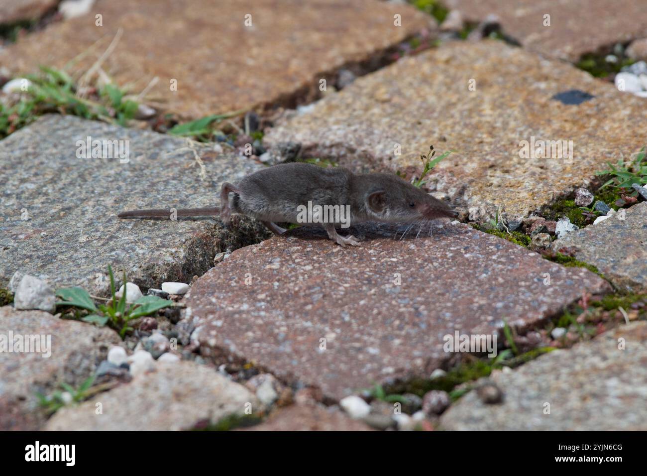 White toothed pygmy shrew suncus etruscus hi-res stock photography and ...