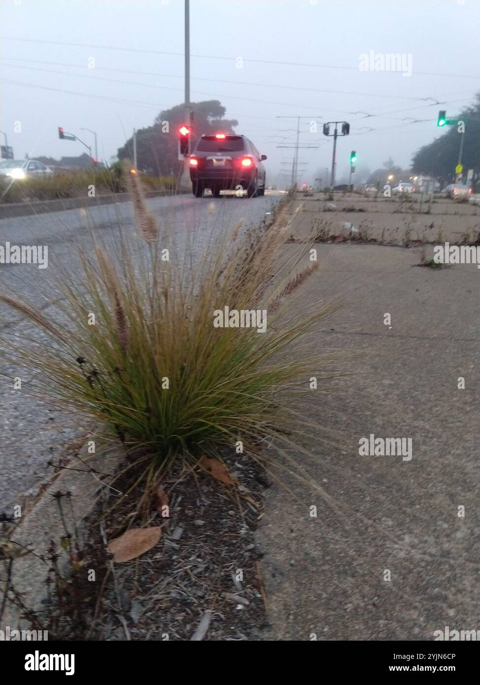 Fountain Grass (Cenchrus setaceus Stock Photo - Alamy