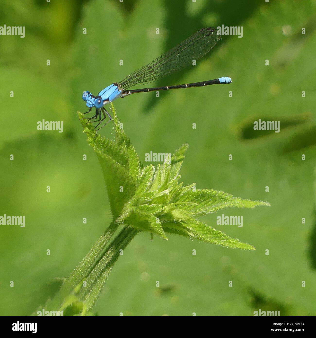 Argia apicalis hi-res stock photography and images - Alamy
