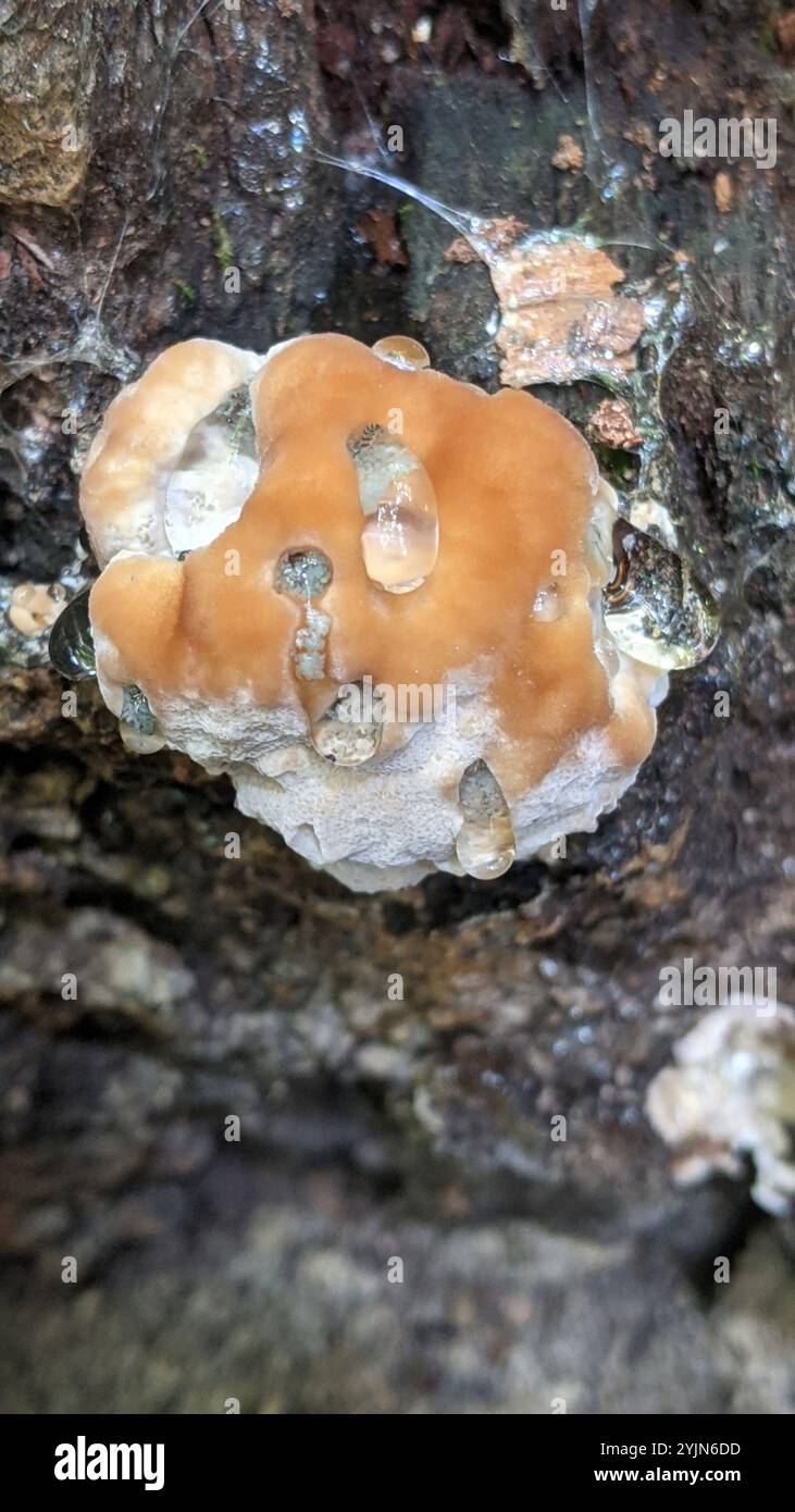 green cheese polypore (Fomitopsis spraguei Stock Photo - Alamy