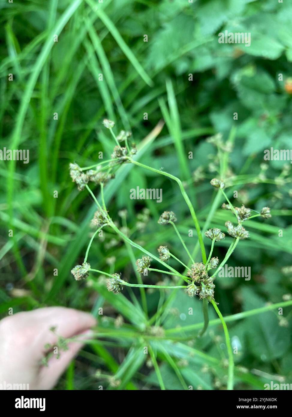 Panicled Bulrush (Scirpus microcarpus Stock Photo - Alamy