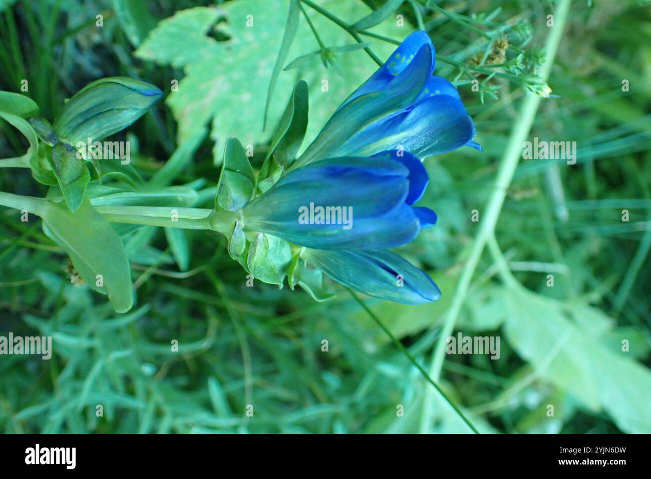 Mountain Bog Gentian (Gentiana calycosa Stock Photo - Alamy