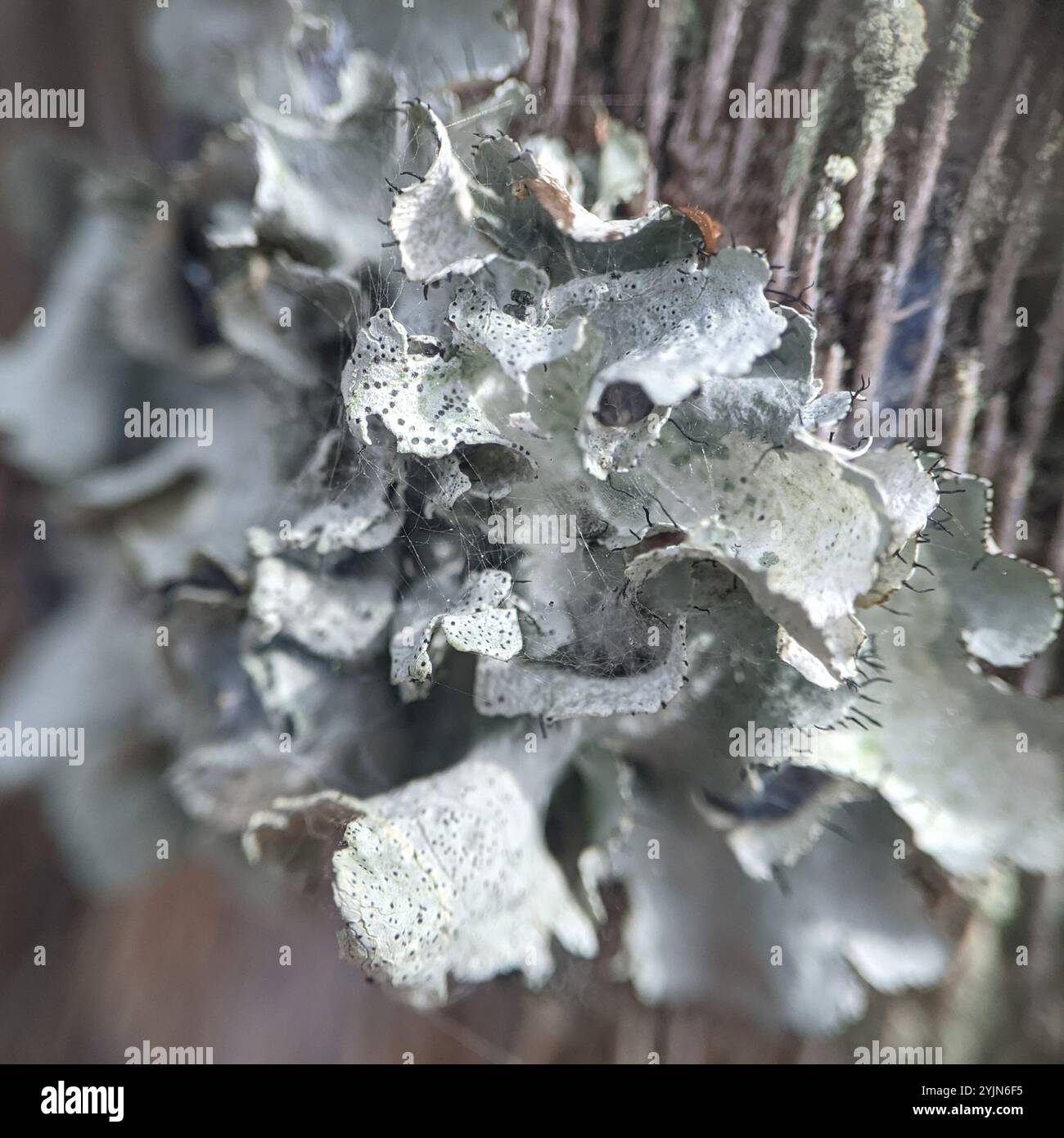 Ruffle Lichens (Parmotrema Stock Photo - Alamy