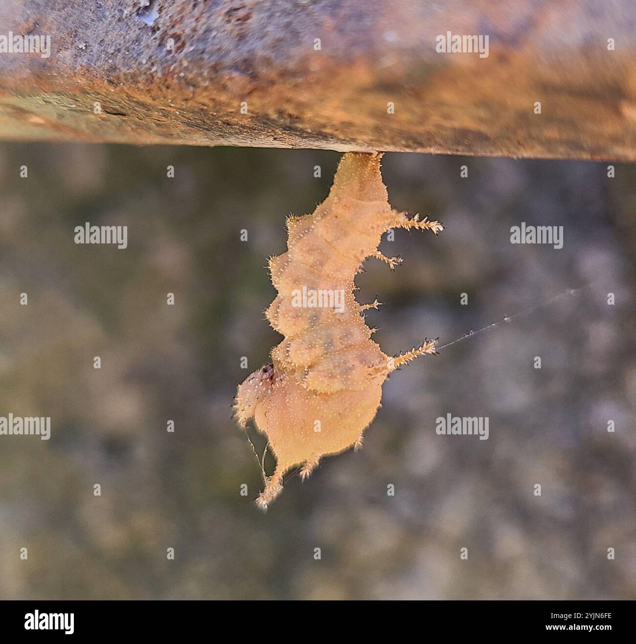 California Sister (Adelpha californica Stock Photo - Alamy