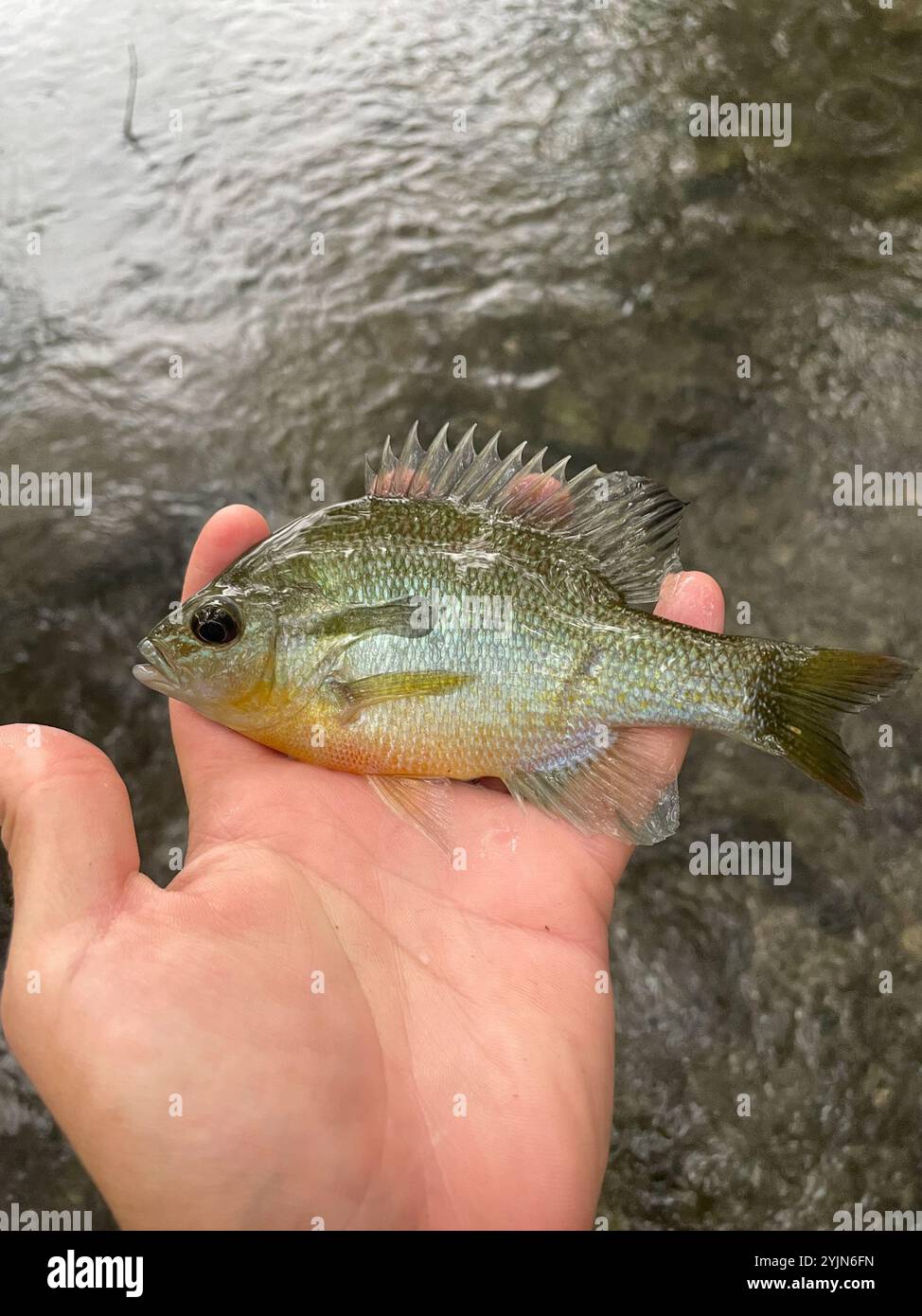 Redbreast Sunfish (Lepomis auritus Stock Photo - Alamy