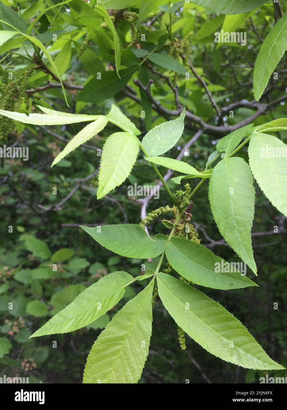 bitternut hickory (Carya cordiformis Stock Photo - Alamy