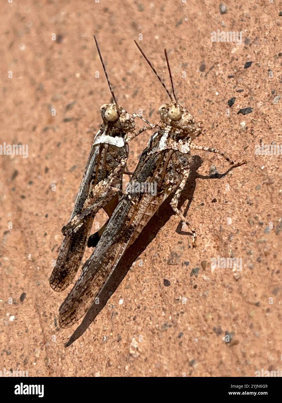 Cristate Grasshopper (Conozoa texana Stock Photo - Alamy
