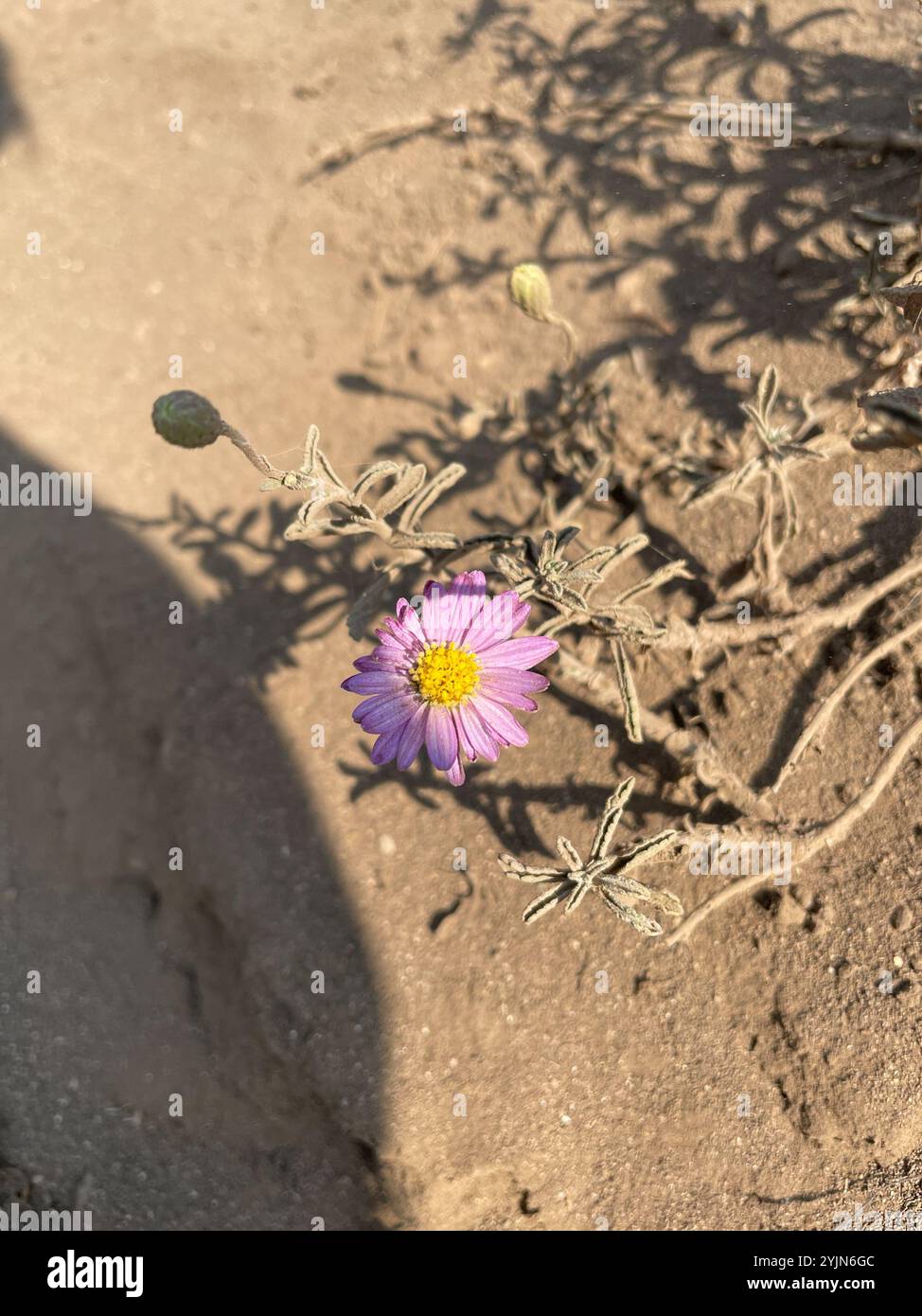 California Aster (Corethrogyne filaginifolia Stock Photo - Alamy