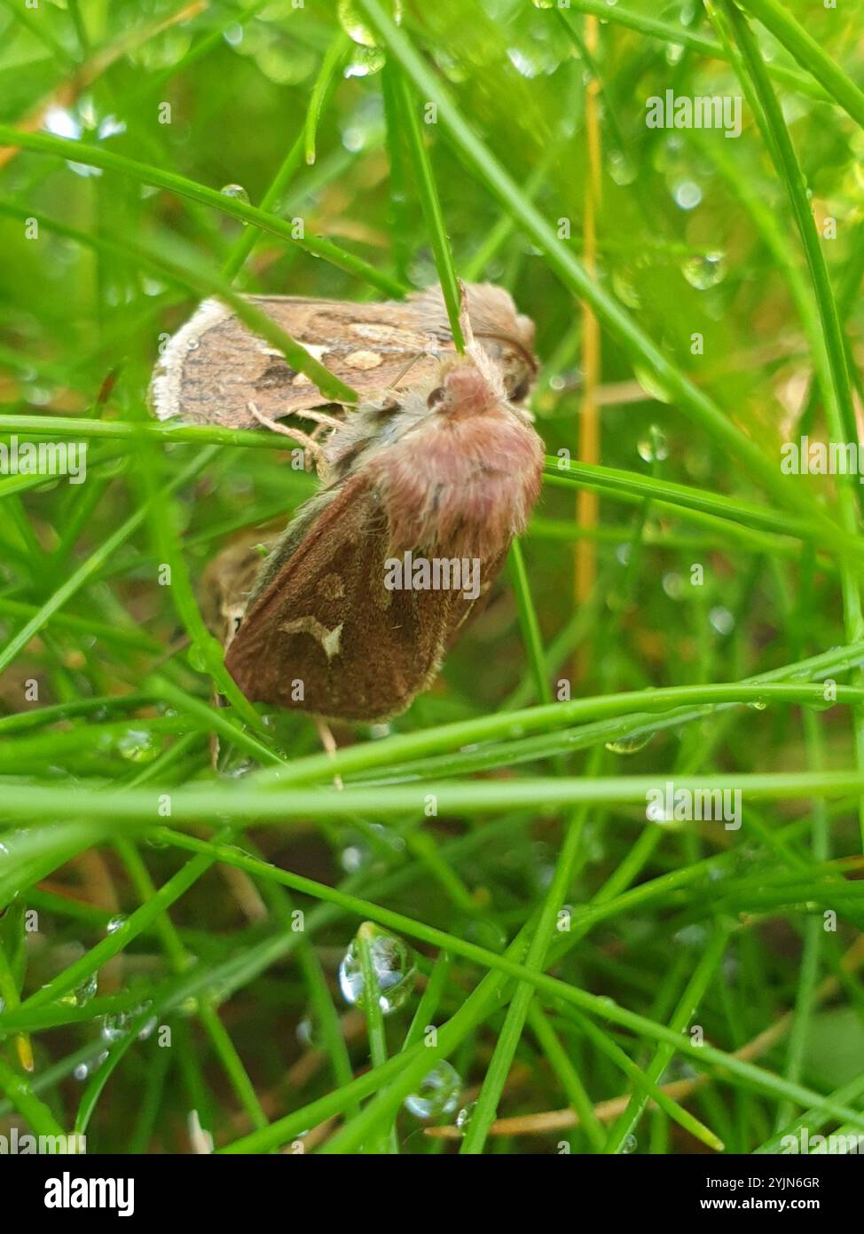 Antler Moth (Cerapteryx graminis Stock Photo - Alamy