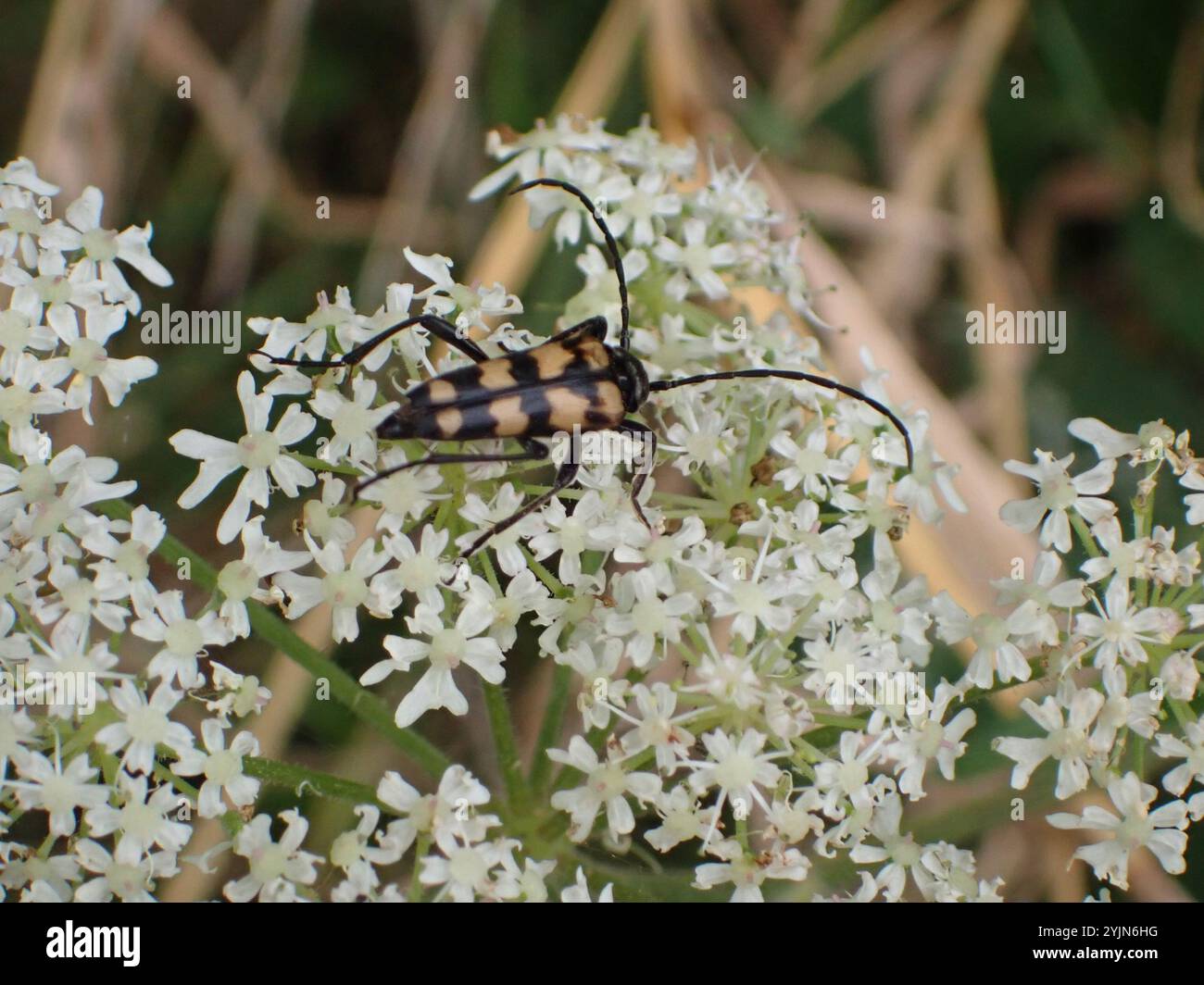 four-banded longhorn beetle (Leptura quadrifasciata Stock Photo - Alamy