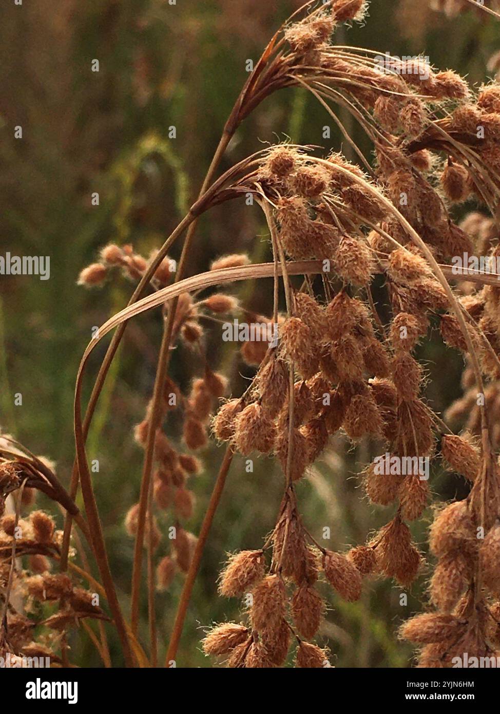 woolgrass (Scirpus cyperinus Stock Photo - Alamy