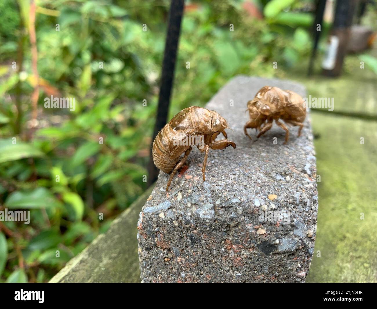 Typical Cicadas (Cicadidae Stock Photo - Alamy