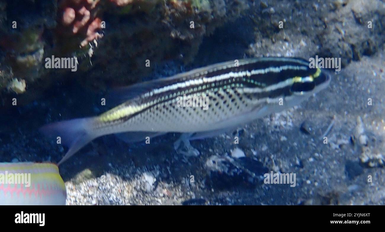 Arabian Monocle Bream (Scolopsis ghanam Stock Photo - Alamy