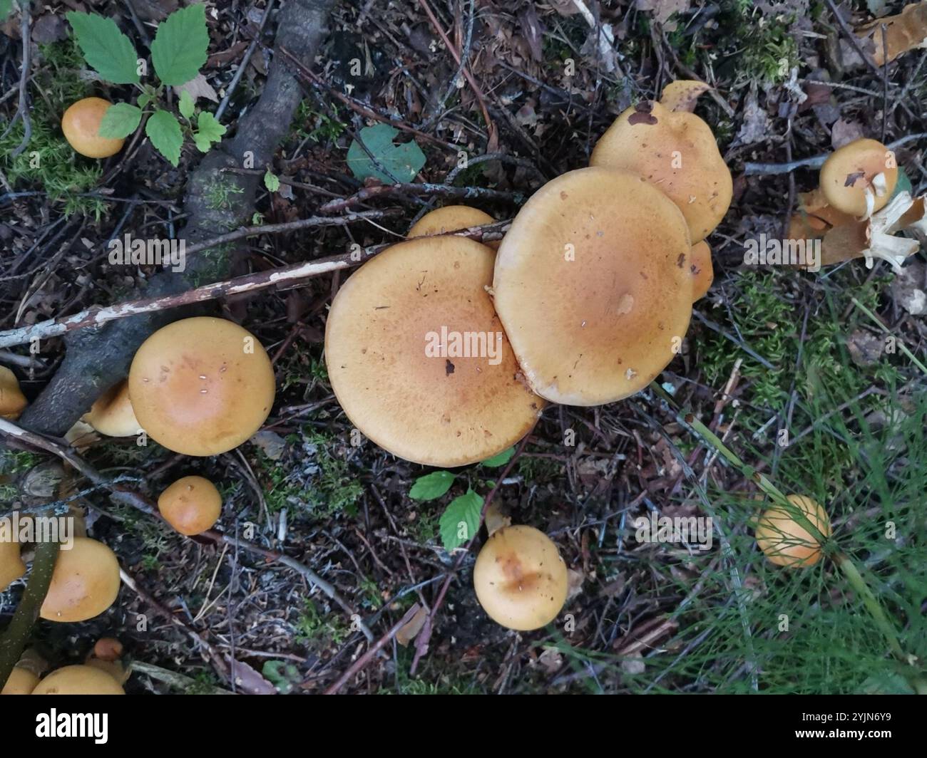 red-banded webcap (Cortinarius armillatus Stock Photo - Alamy