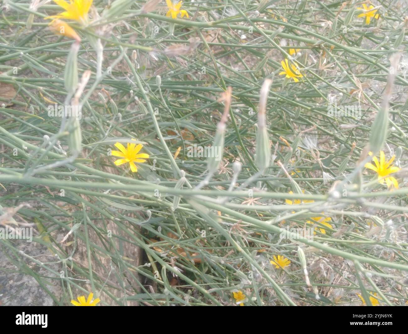 Rush Skeletonweed (Chondrilla juncea Stock Photo - Alamy