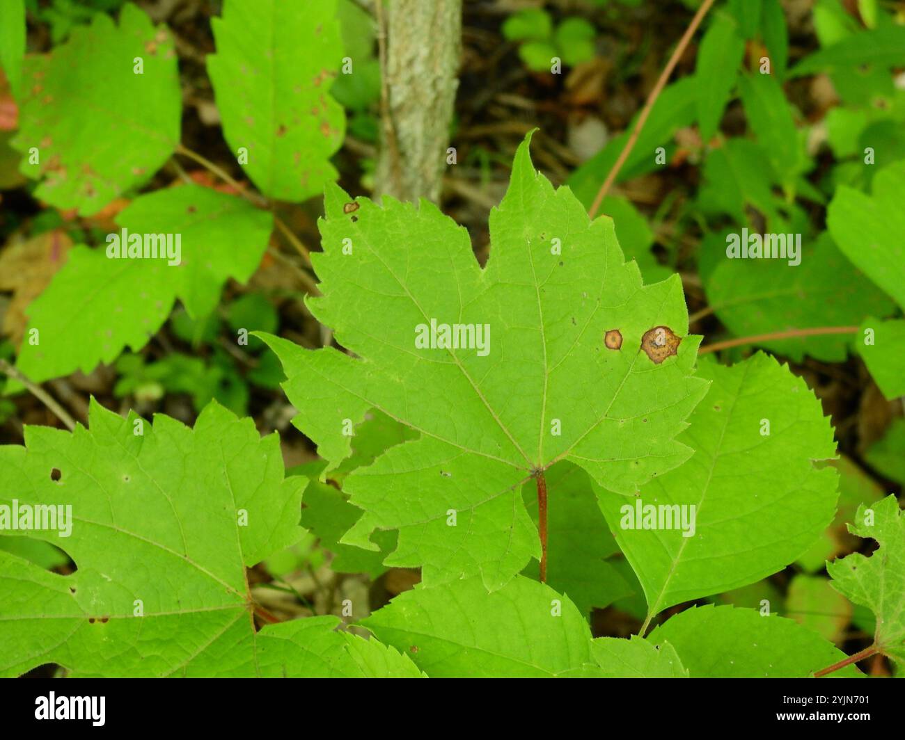 frost grape (Vitis vulpina Stock Photo - Alamy