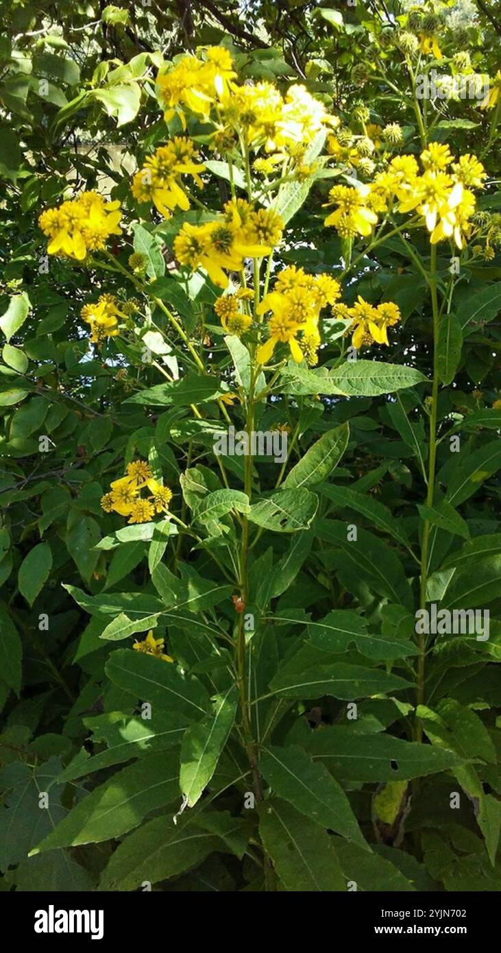 Wingstem (Verbesina alternifolia Stock Photo - Alamy