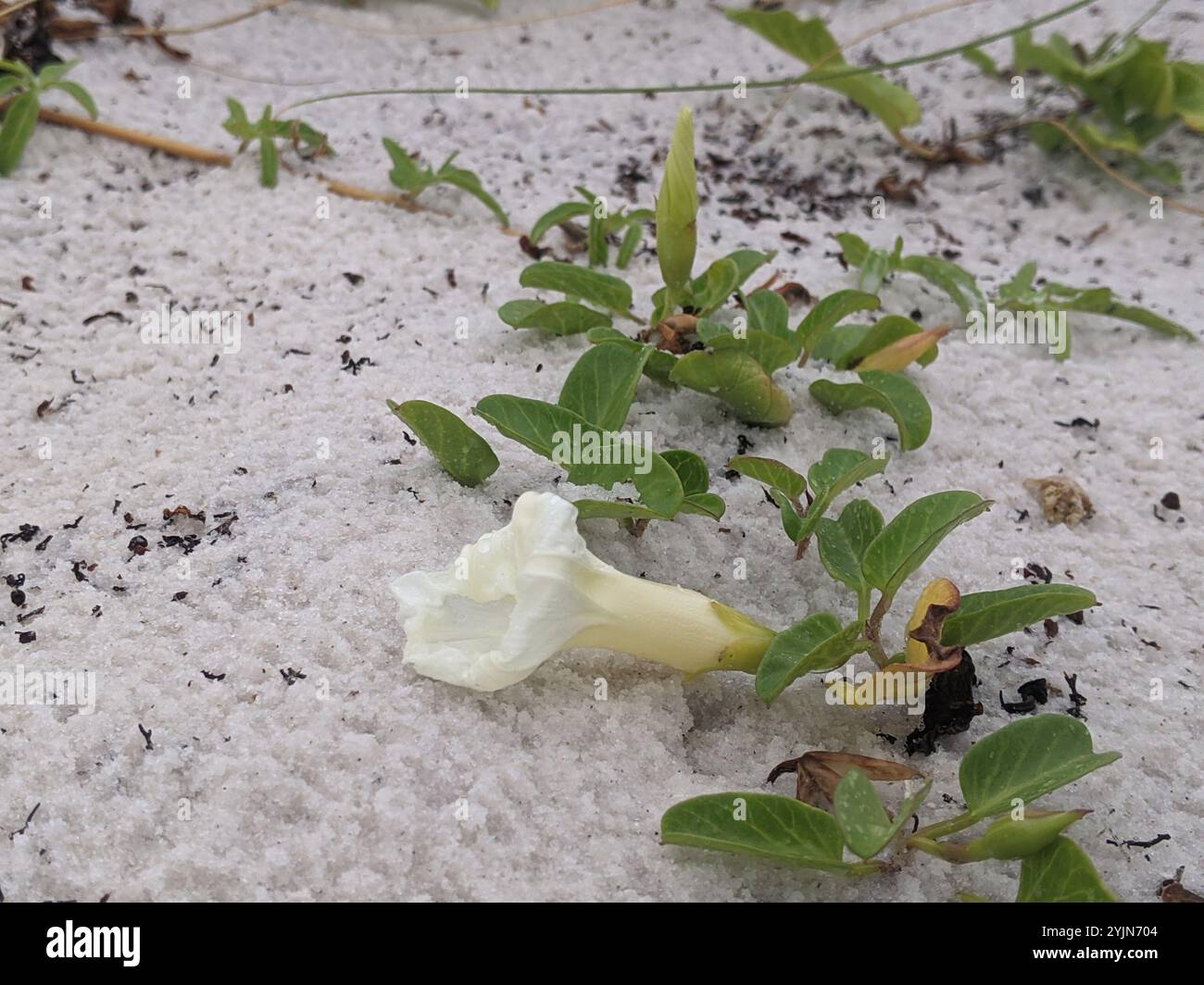 beach morning-glory (Ipomoea imperati Stock Photo - Alamy