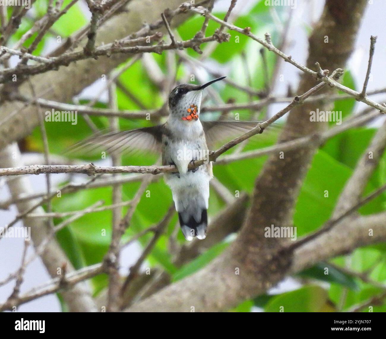 Ruby-throated Hummingbird (Archilochus colubris Stock Photo - Alamy