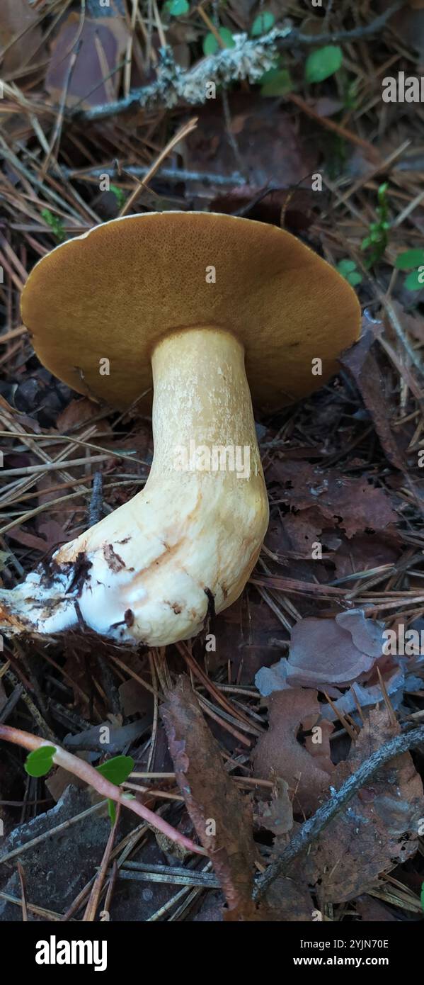 Velvet Bolete (Suillus variegatus Stock Photo - Alamy