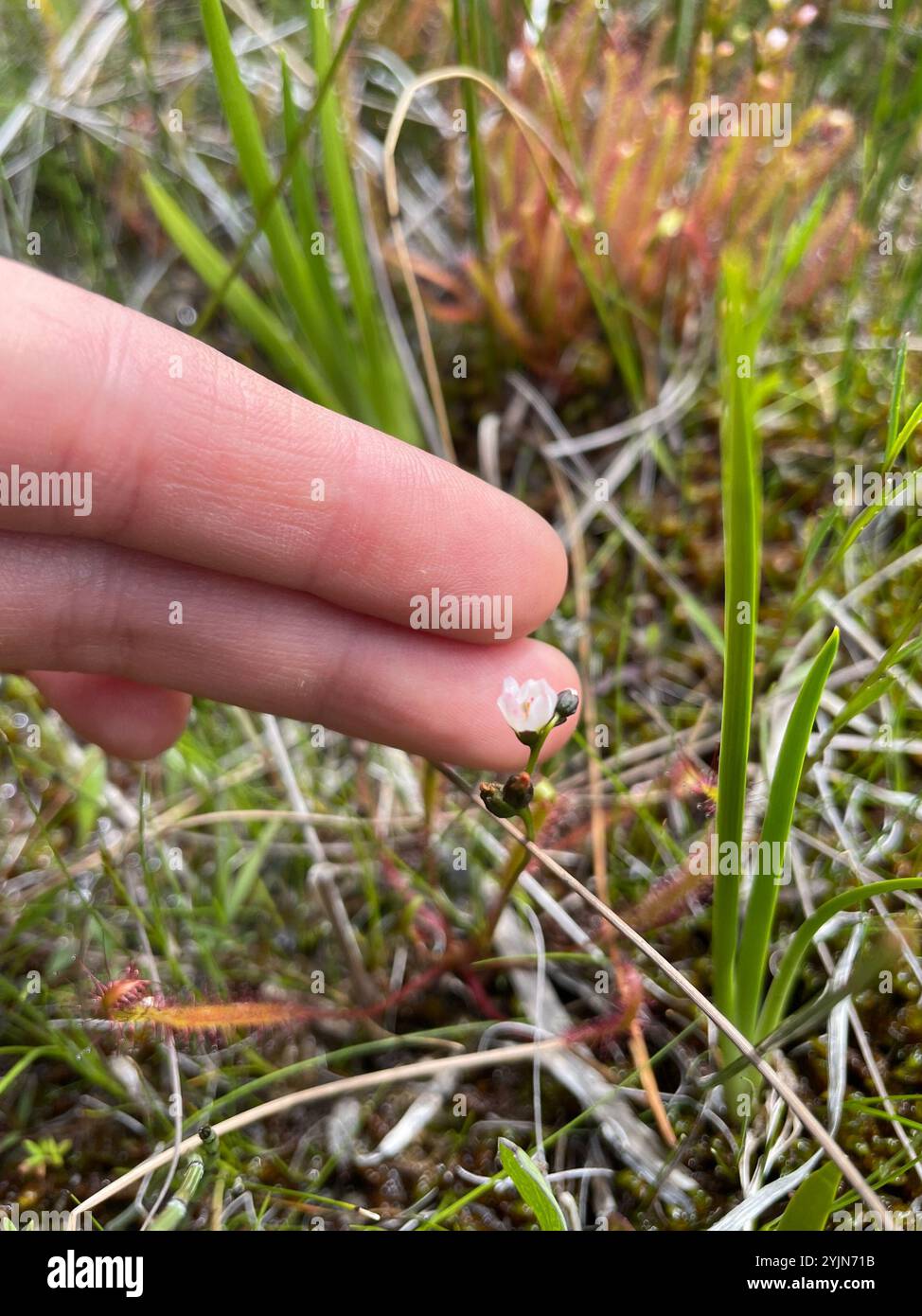 Slenderleaf Sundew (Drosera linearis Stock Photo - Alamy