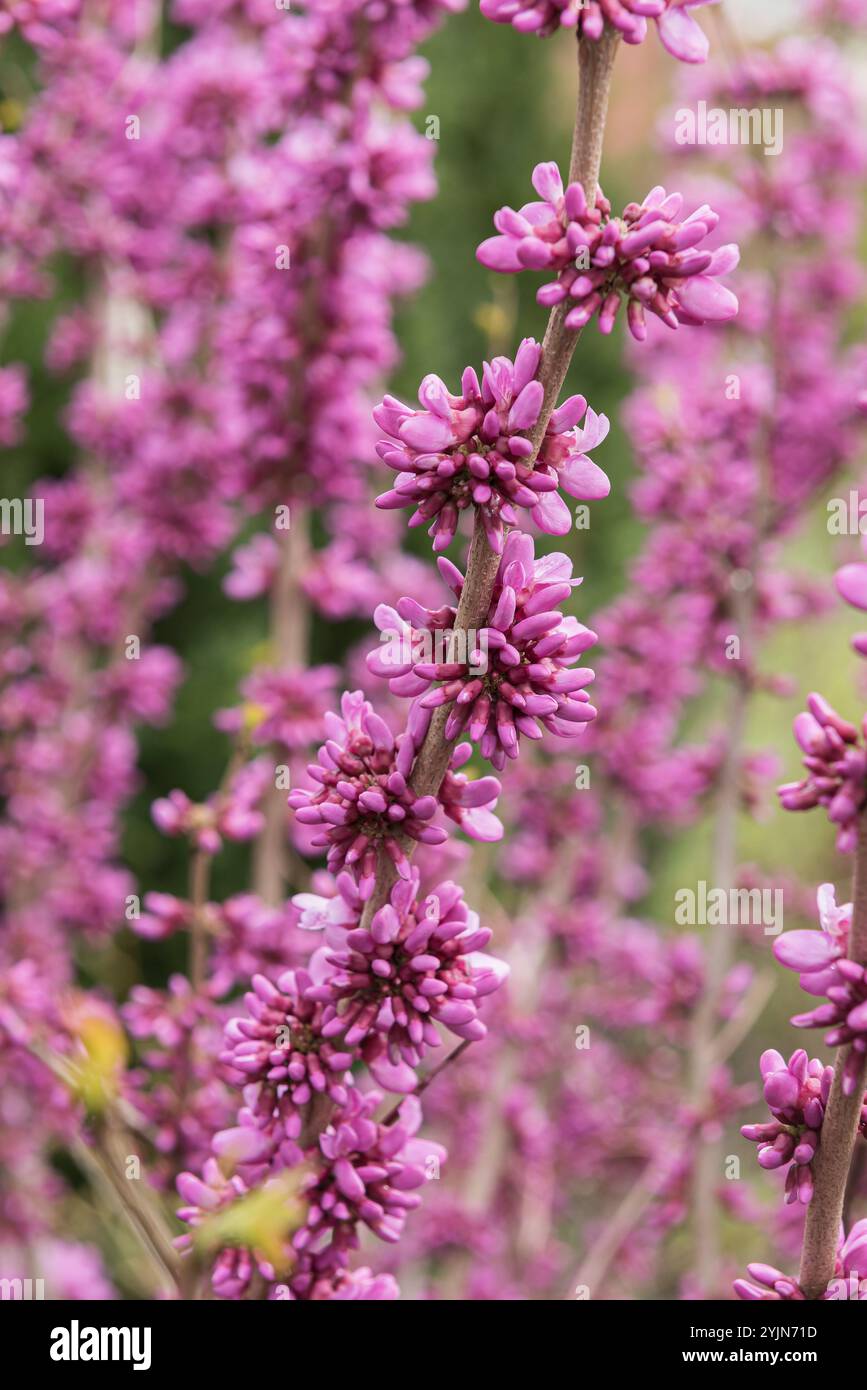 Cercis chinensis avondale judas tree hi-res stock photography and ...