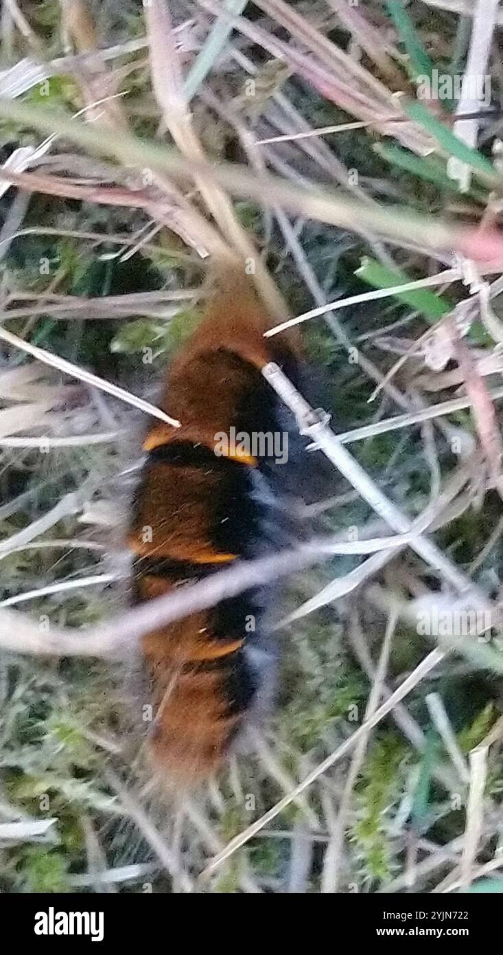 Fox Moth (Macrothylacia rubi Stock Photo - Alamy