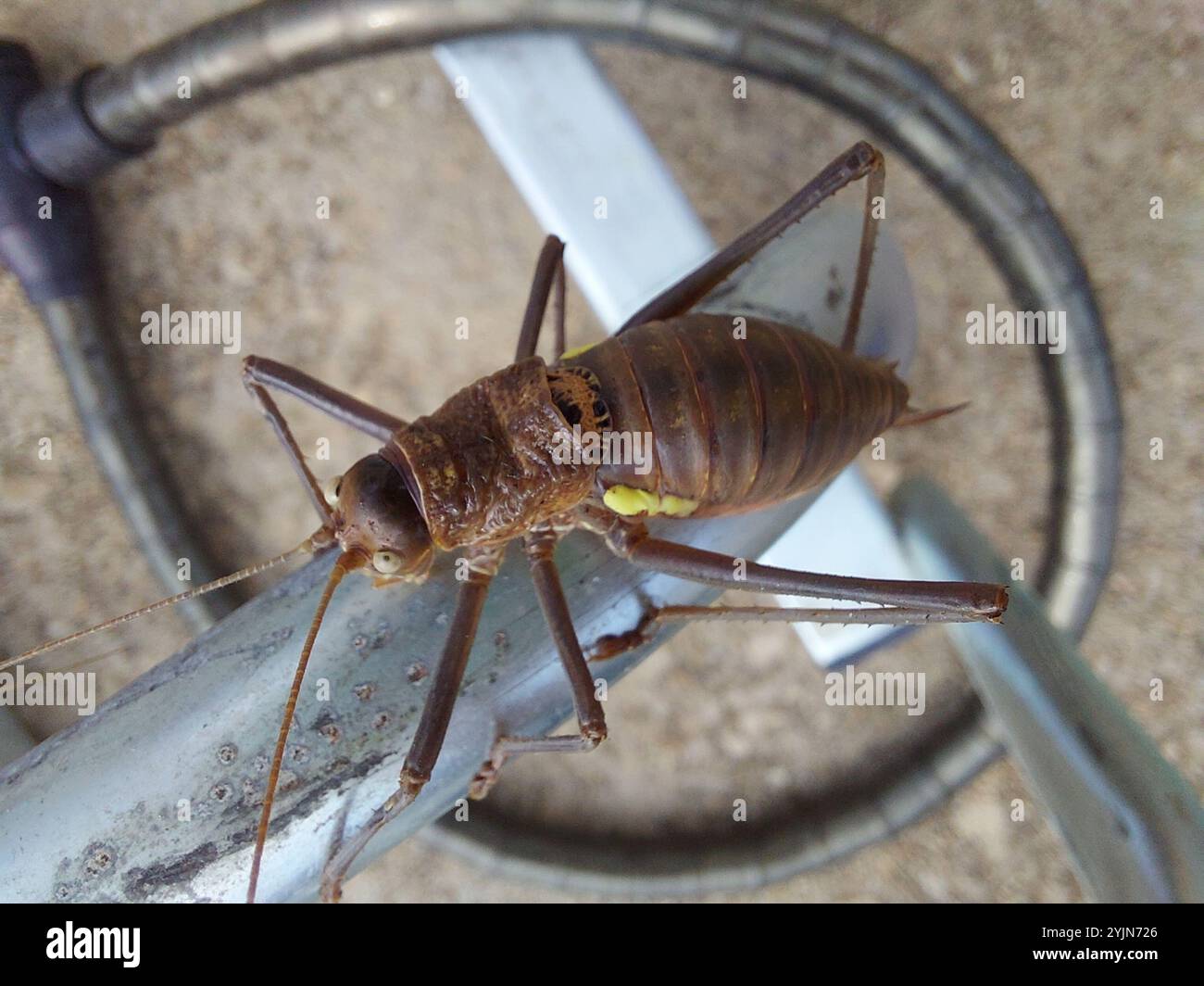 (Uromenus brevicollis insularis Stock Photo - Alamy