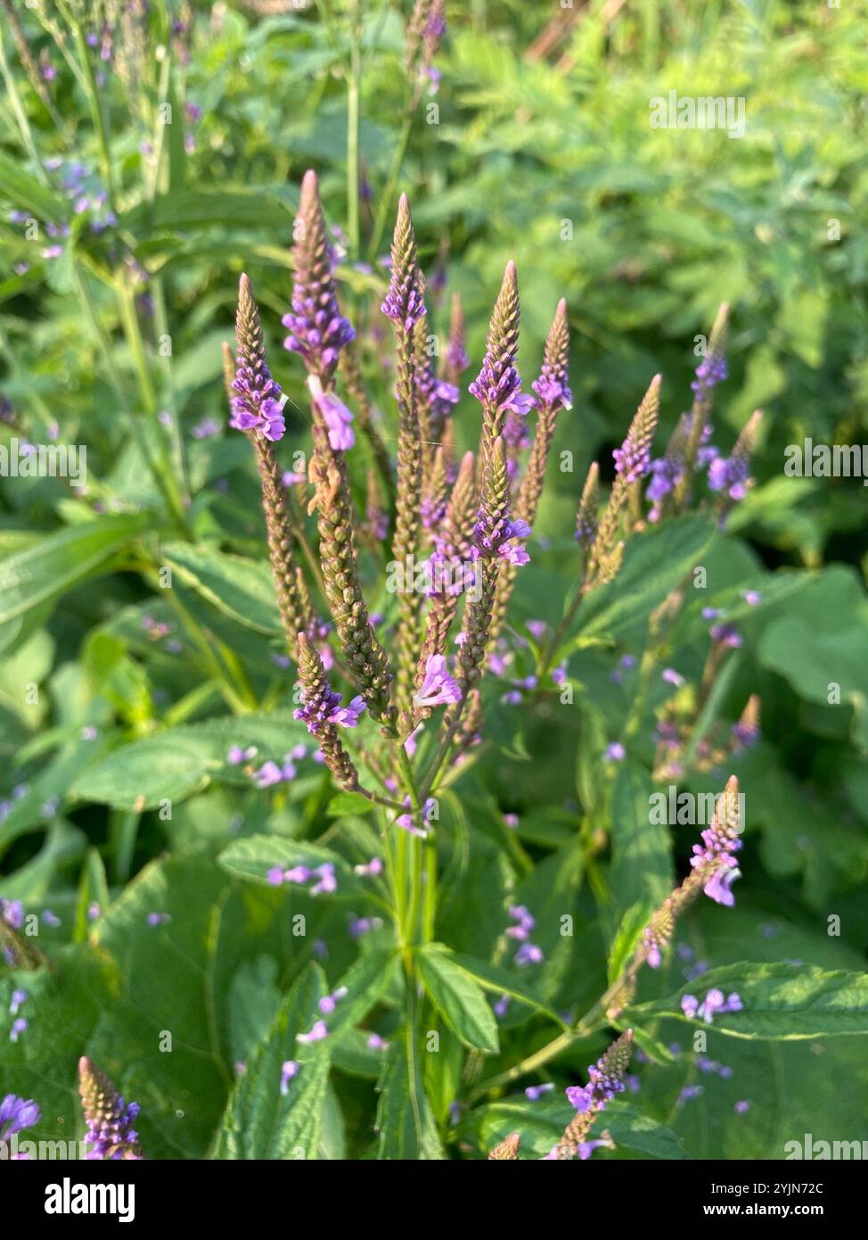 blue vervain (Verbena hastata Stock Photo - Alamy