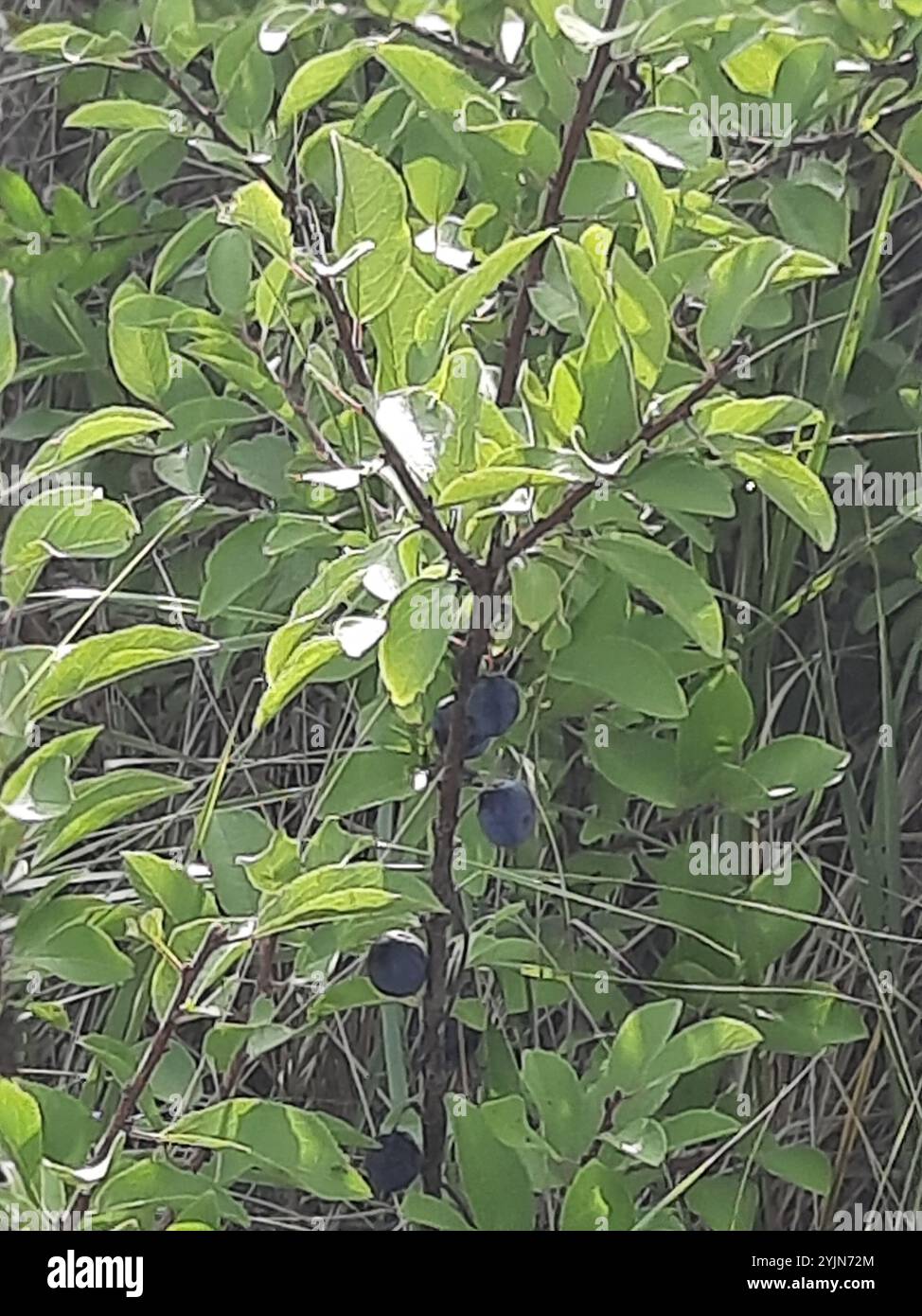 Beach Plum (Prunus maritima Stock Photo - Alamy
